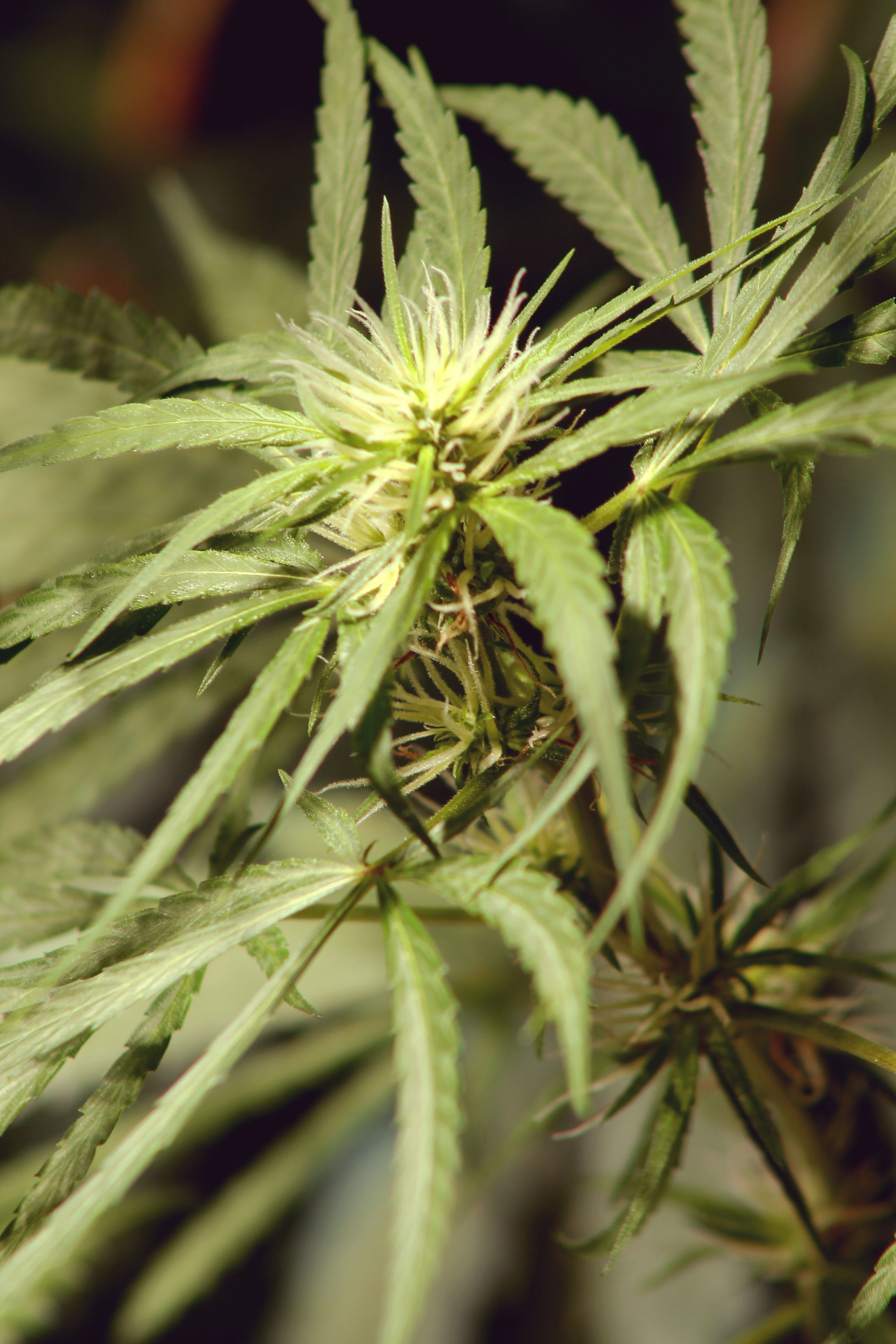 Cannabis Cartoons Photos, Download The BEST Free Cannabis Cartoons ...