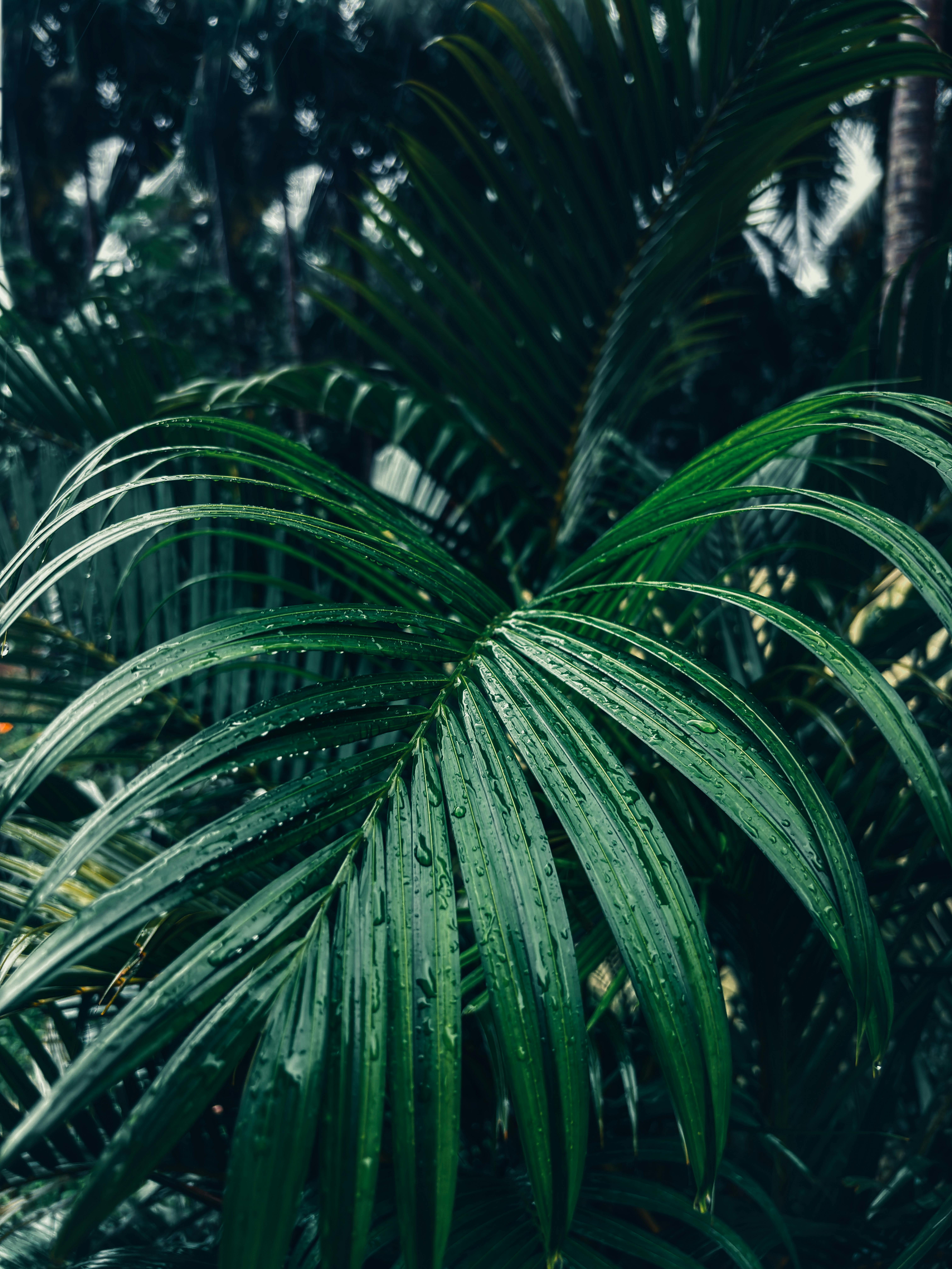 Mazha Photos, Download The BEST Free Mazha Stock Photos & HD Images