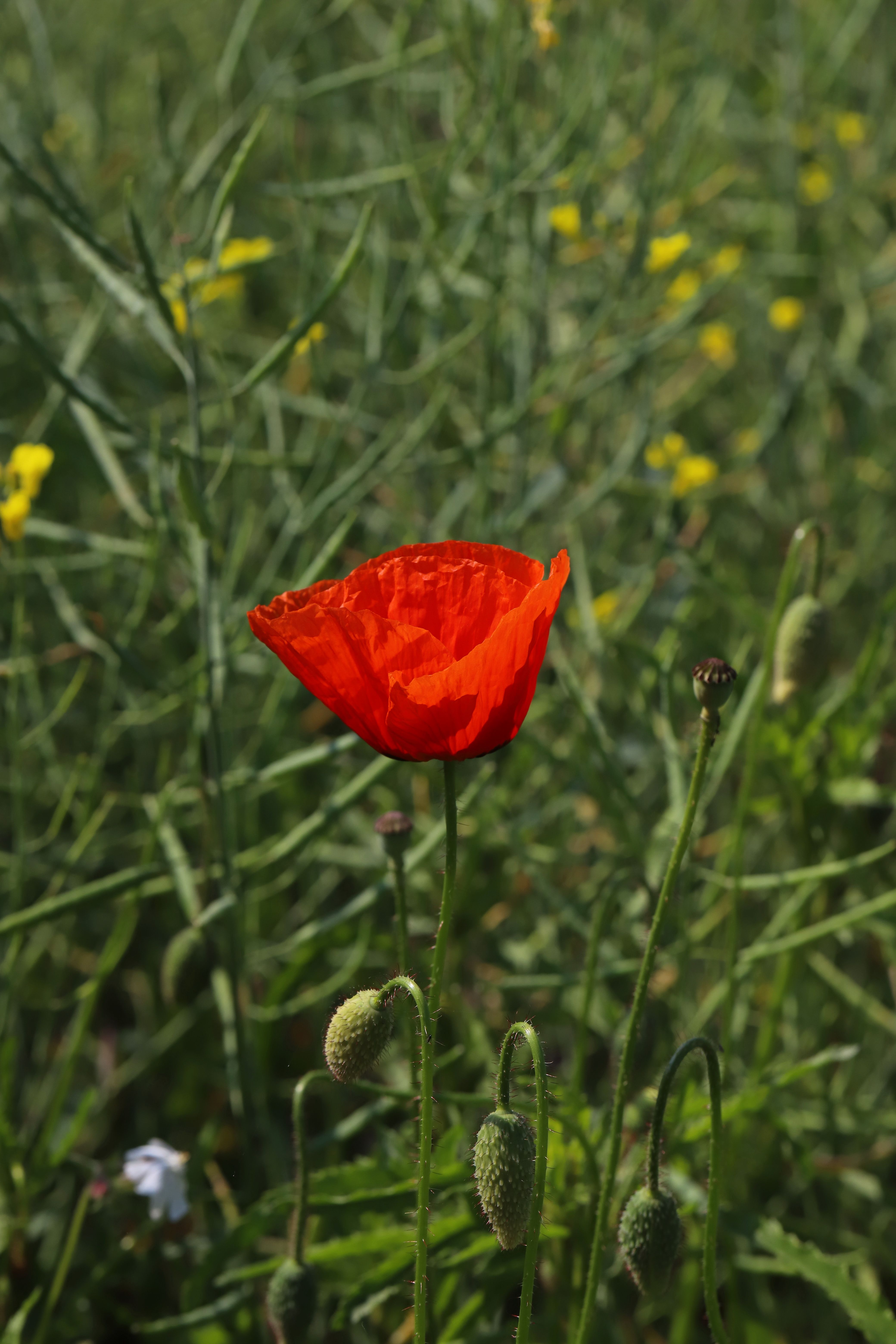 Bud Worms Flowers Photos, Download The BEST Free Bud Worms Flowers ...