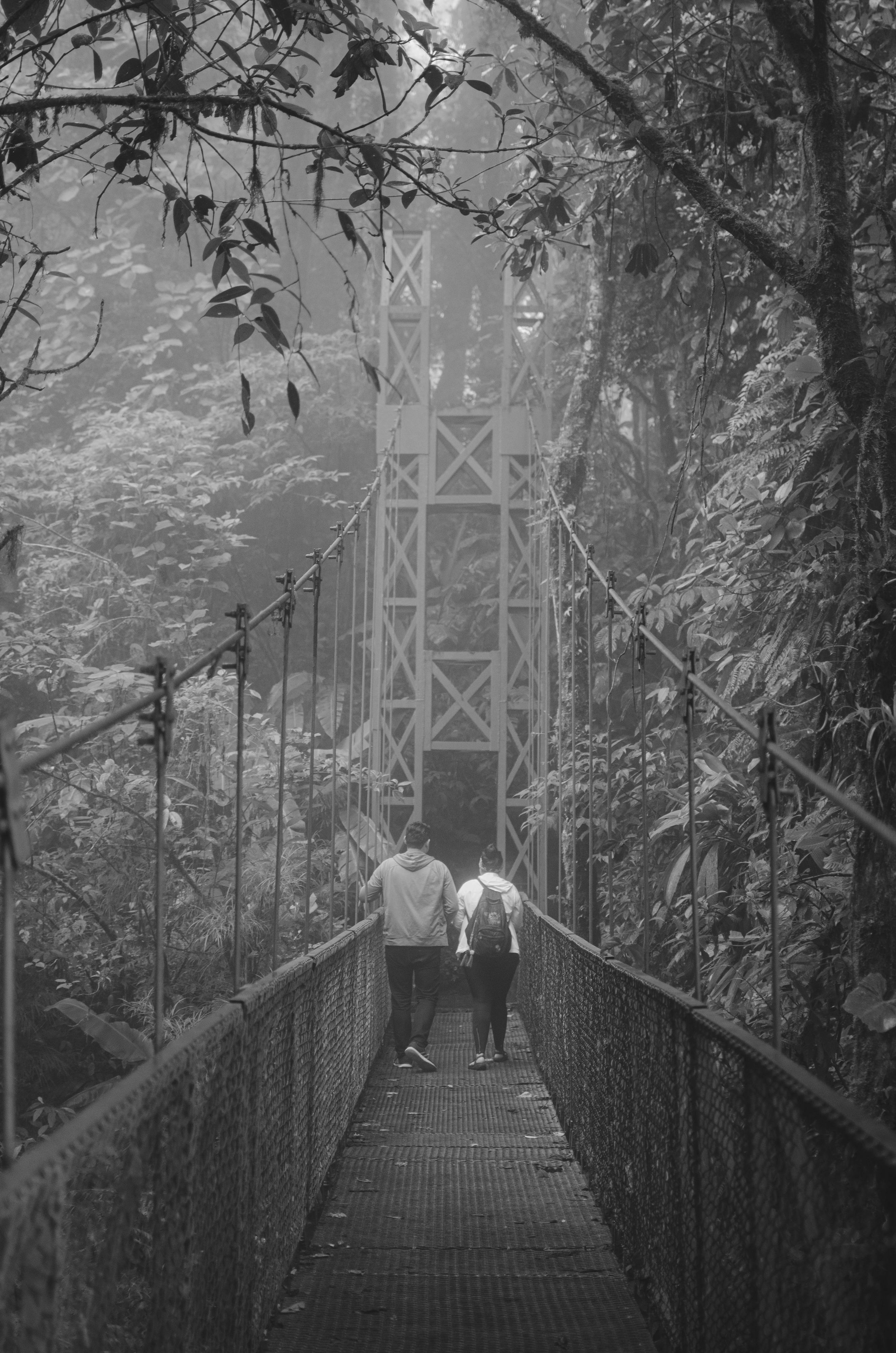 Mystical Suspension Bridge in Costa Rican Jungle · Free Stock Photo