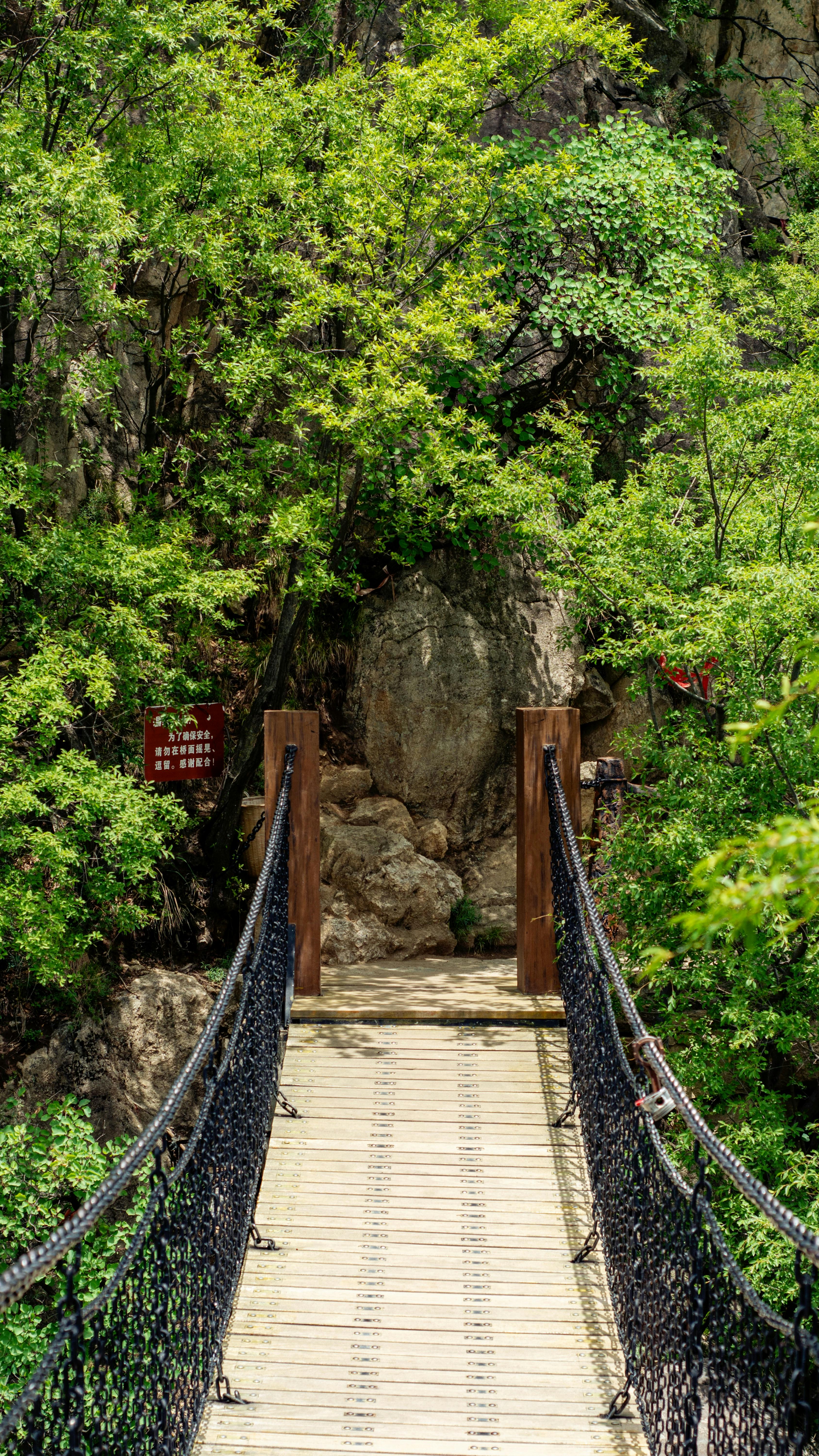 Scenic Forest Rope Bridge in Summer · Free Stock Photo