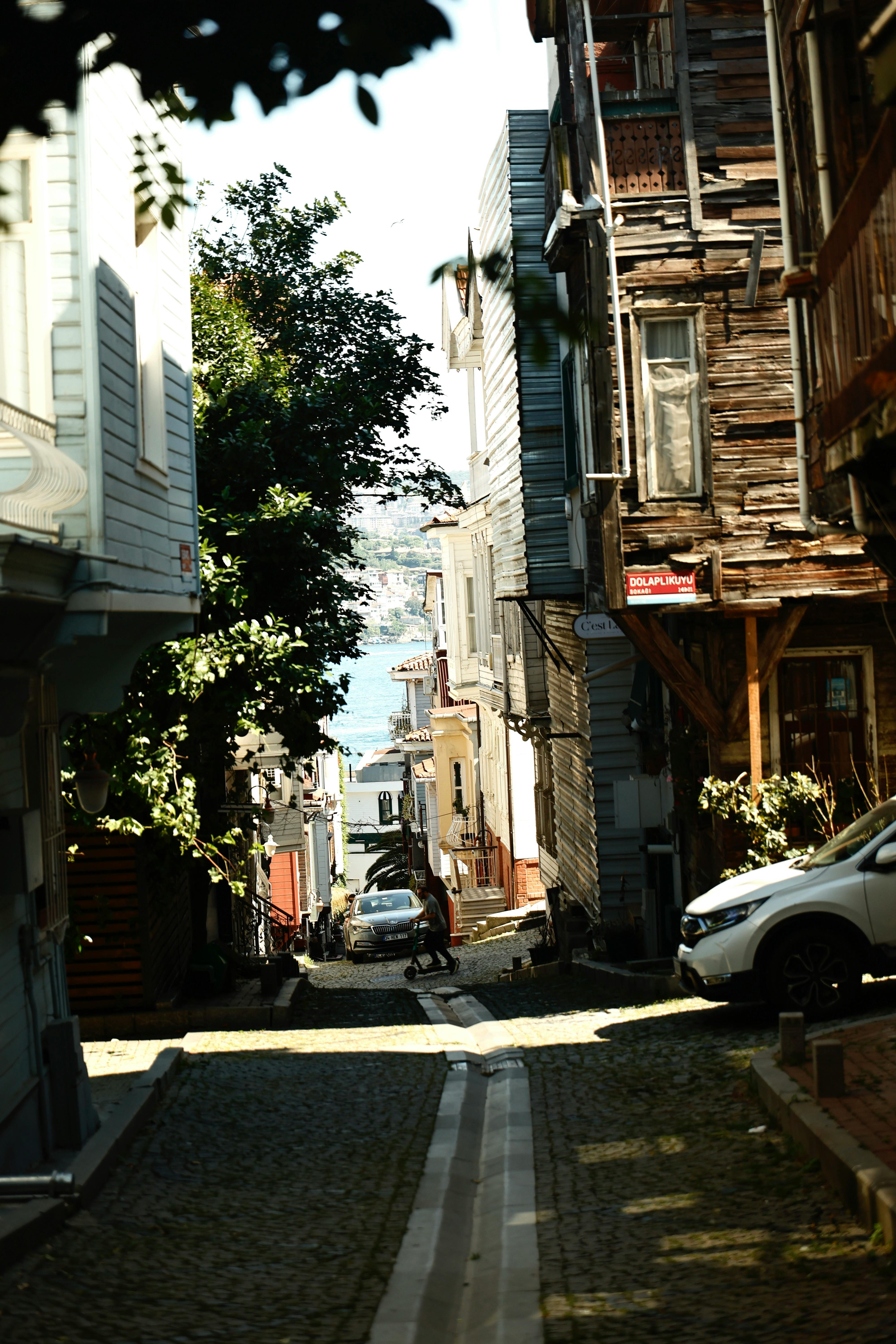 Arjun Tree Photos, Download The BEST Free Arjun Tree Stock Photos & HD ...