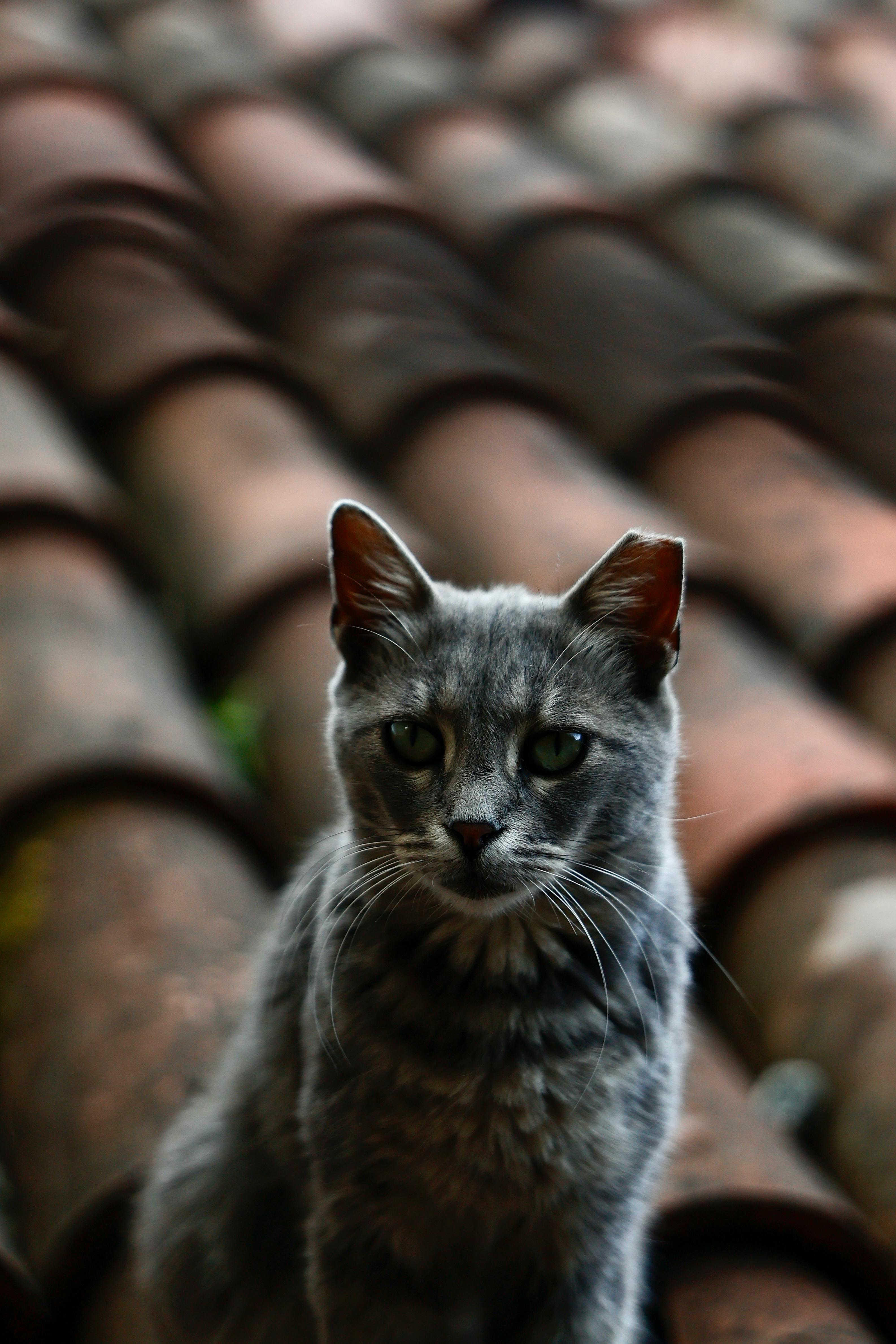 Grey Cat on Terracotta Roof · Free Stock Photo