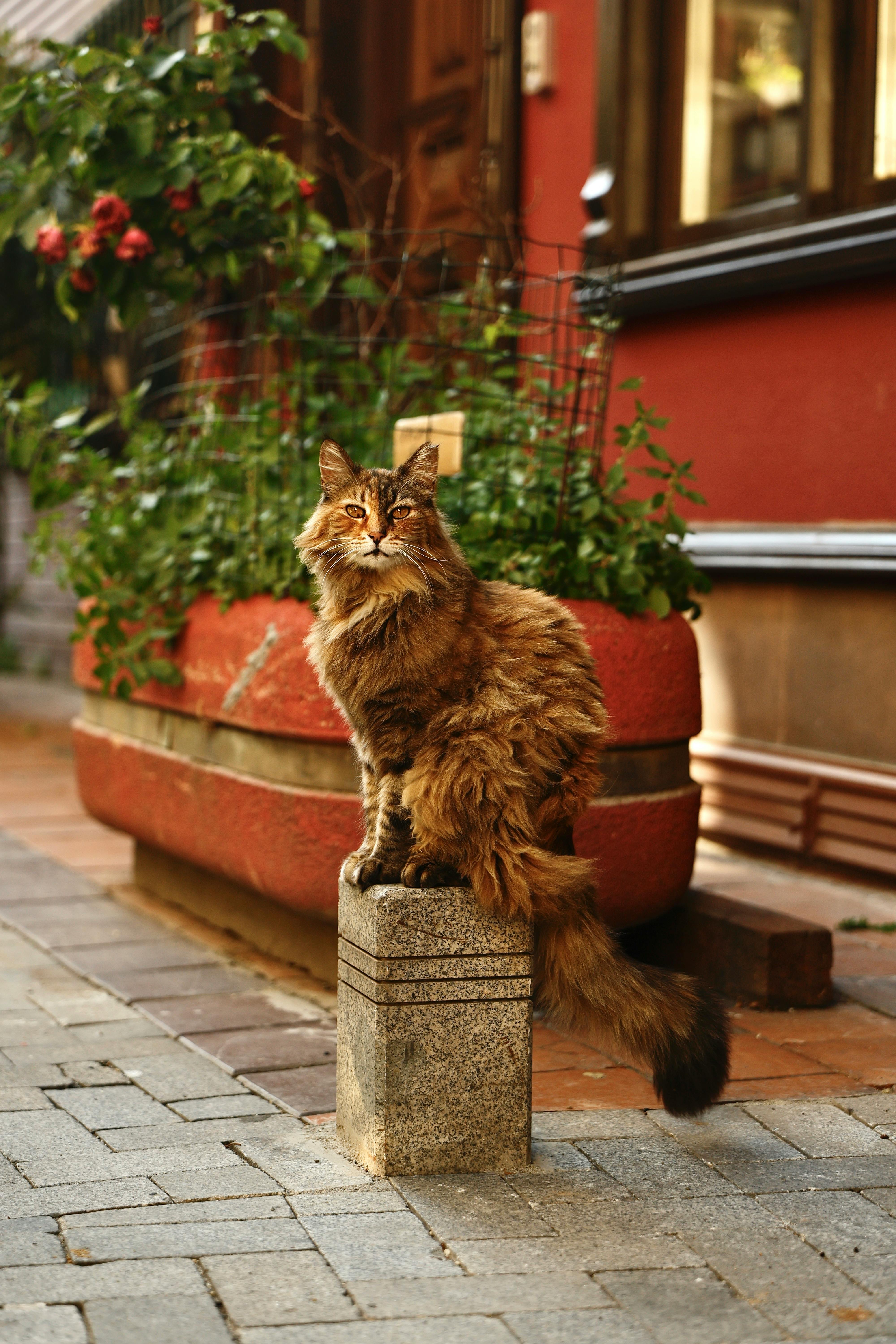 Ginger Maine Coon Cat Posing on a City Street · Free Stock Photo