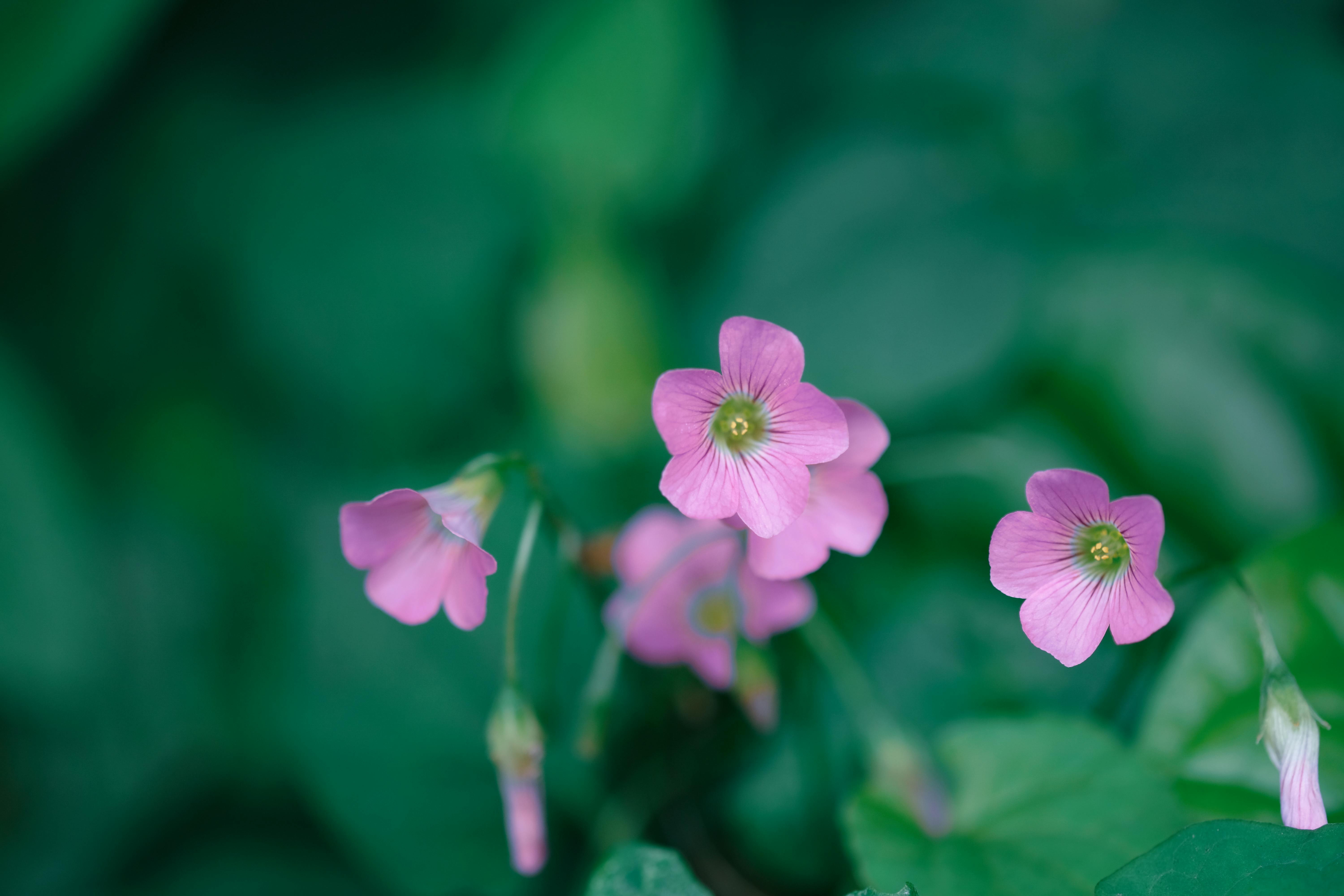 Chestnut vs Sorrel Horse Color: What's the Difference?