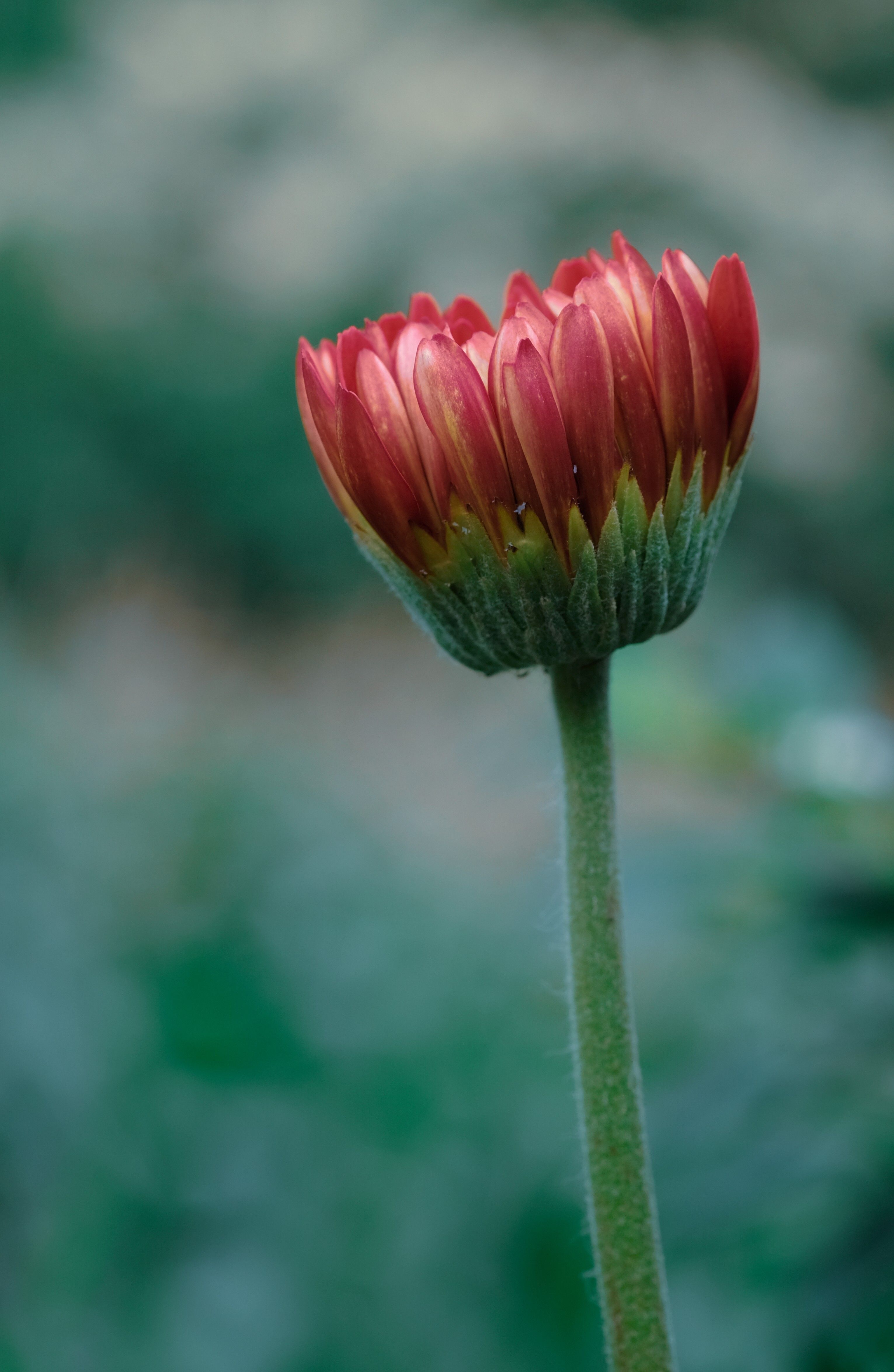 Close-up of Red Gerbera Daisy Bud in Garden · Free Stock Photo