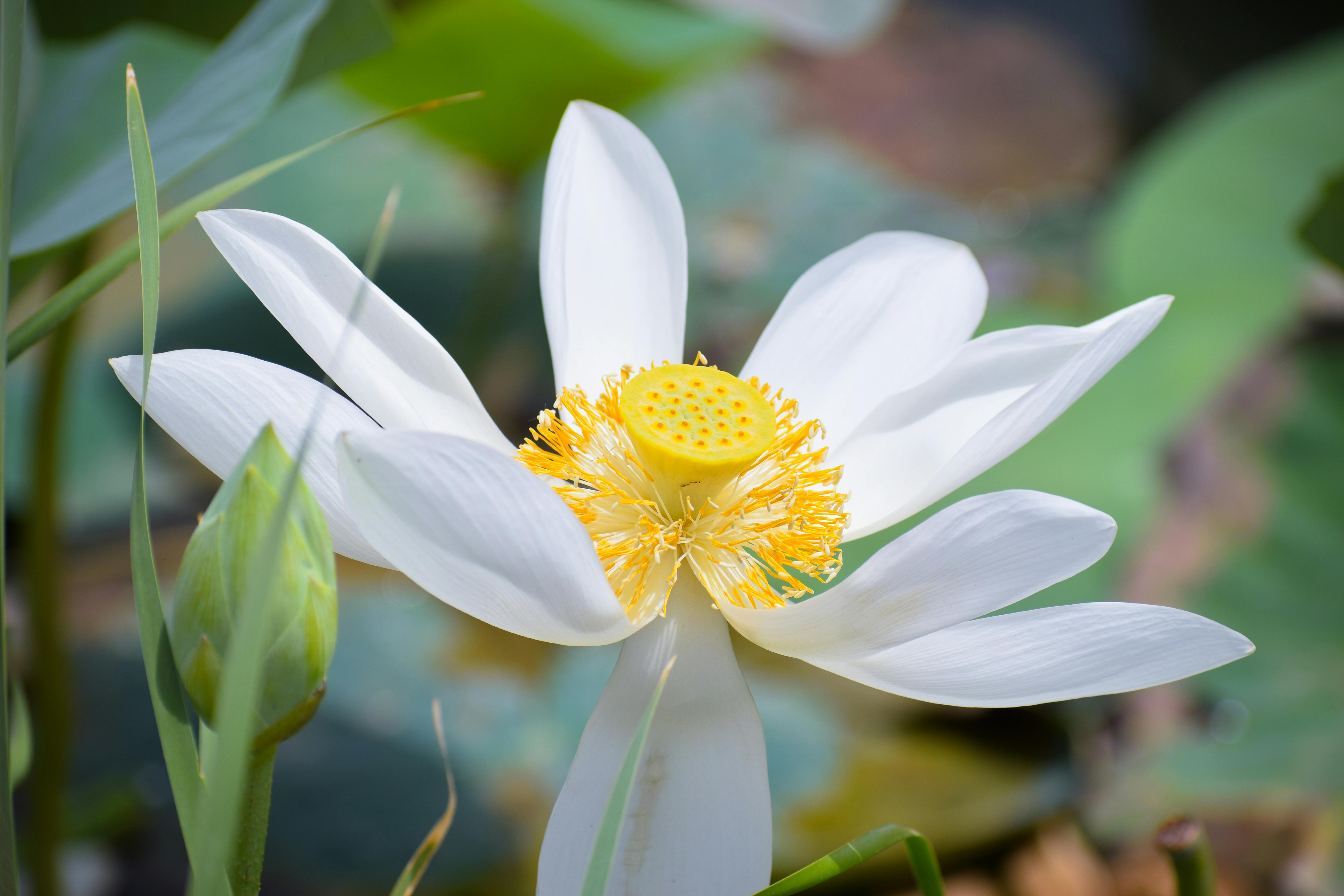 Pakistan Flower Photos, Download The BEST Free Pakistan Flower Stock ...