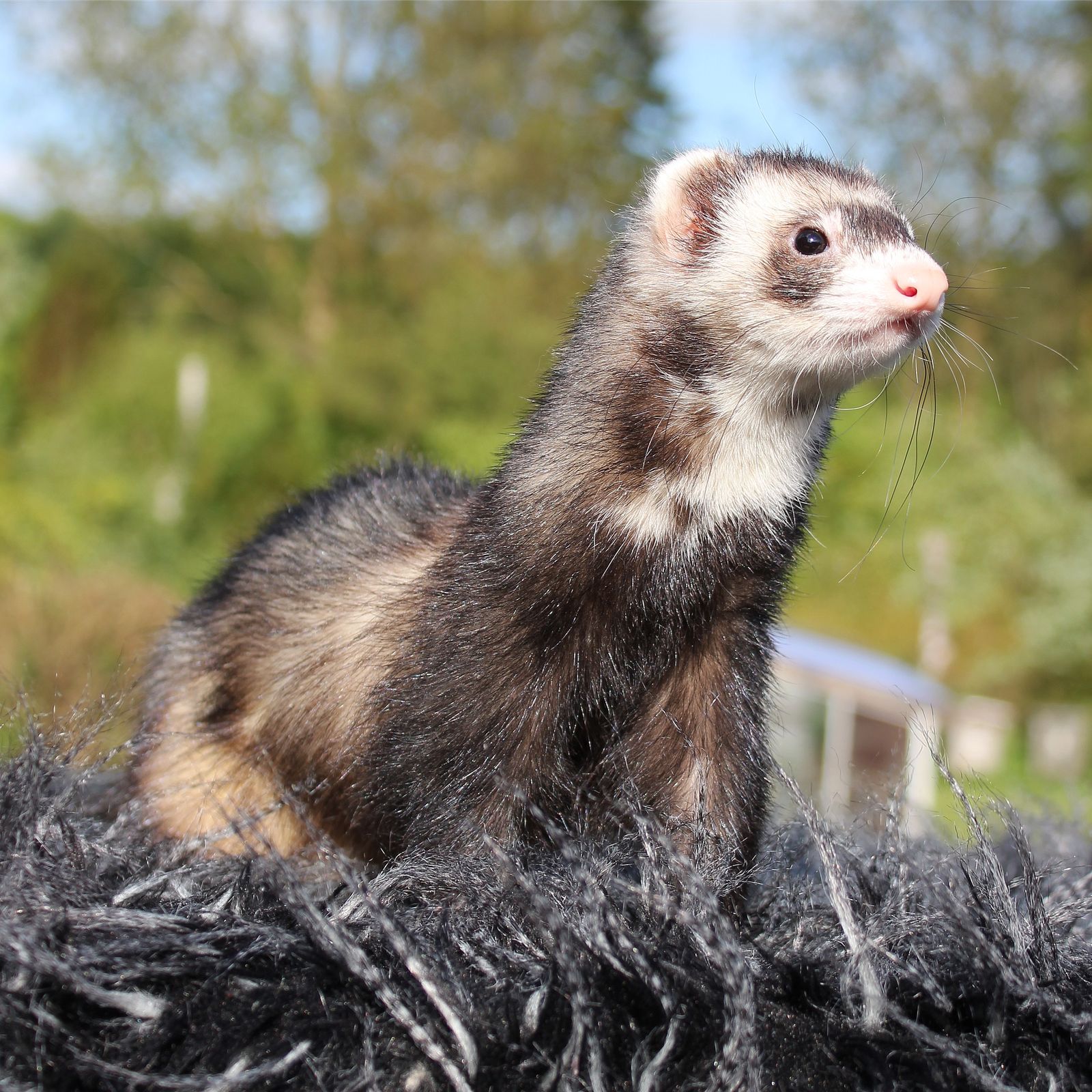 Cute Ferret Photos, Download The BEST Free Cute Ferret Stock Photos ...