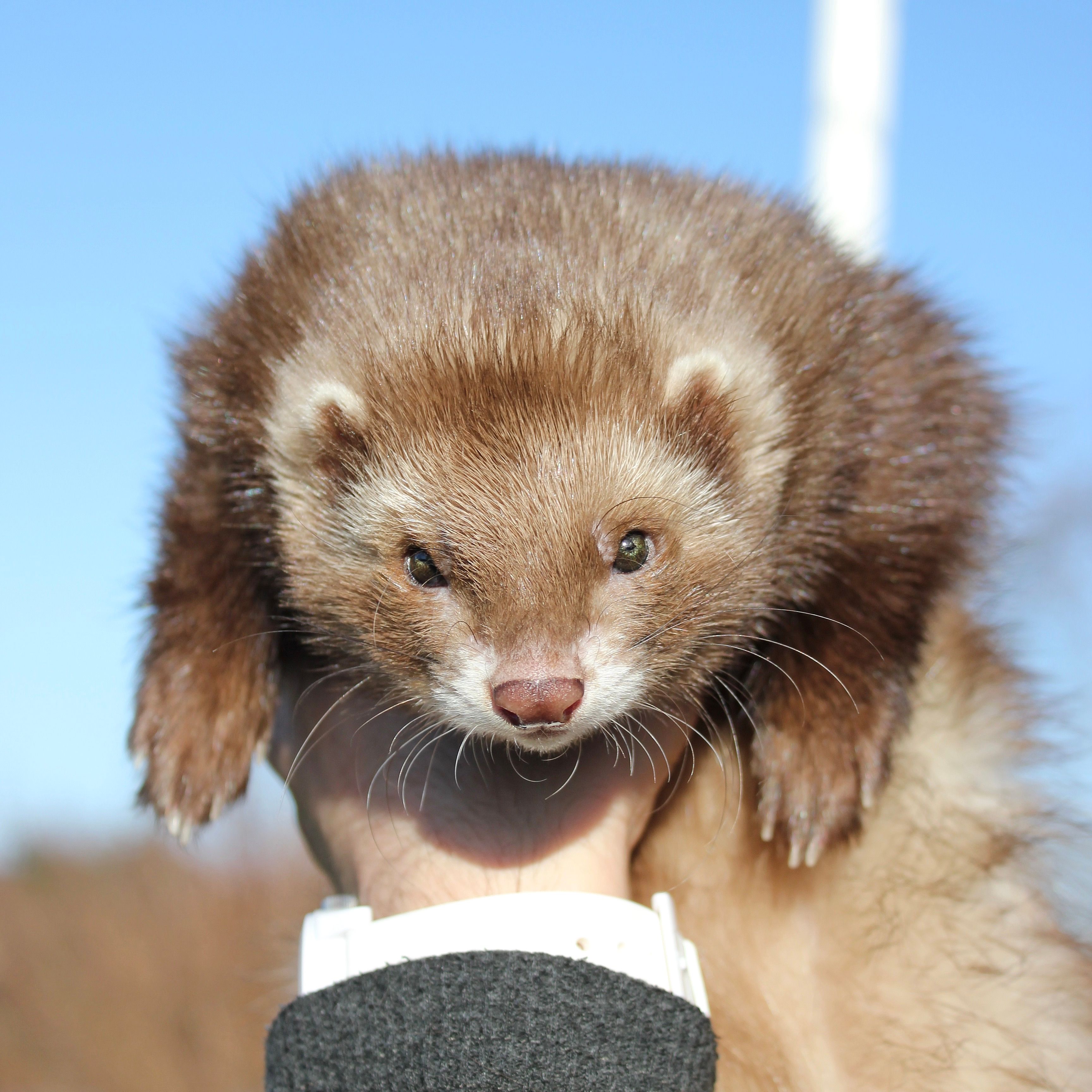 Ferret Photos, Download The BEST Free Ferret Stock Photos & HD Images