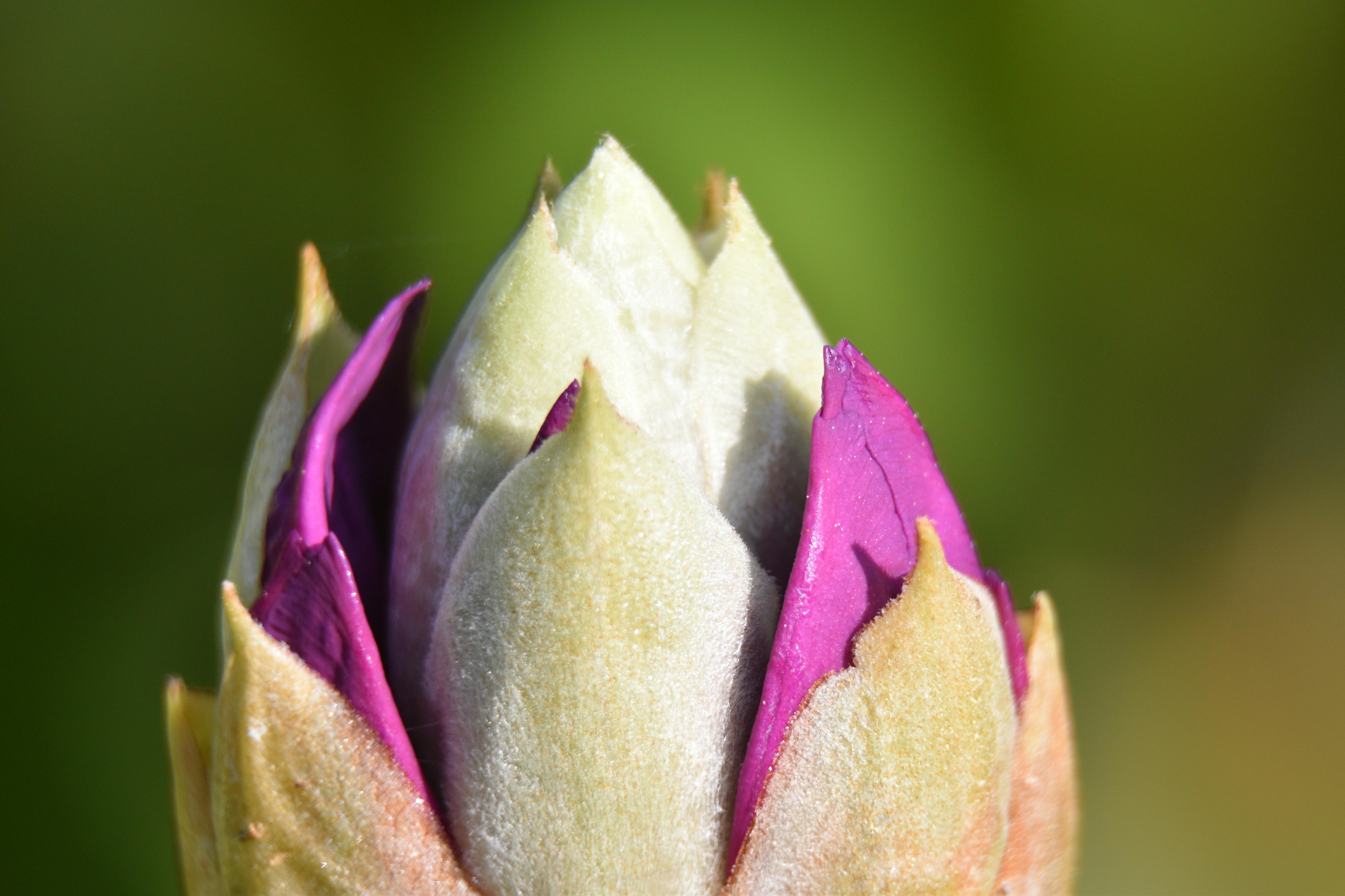 Purple Flower Texture Photos, Download The BEST Free Purple Flower Texture Stock Photos & HD Images