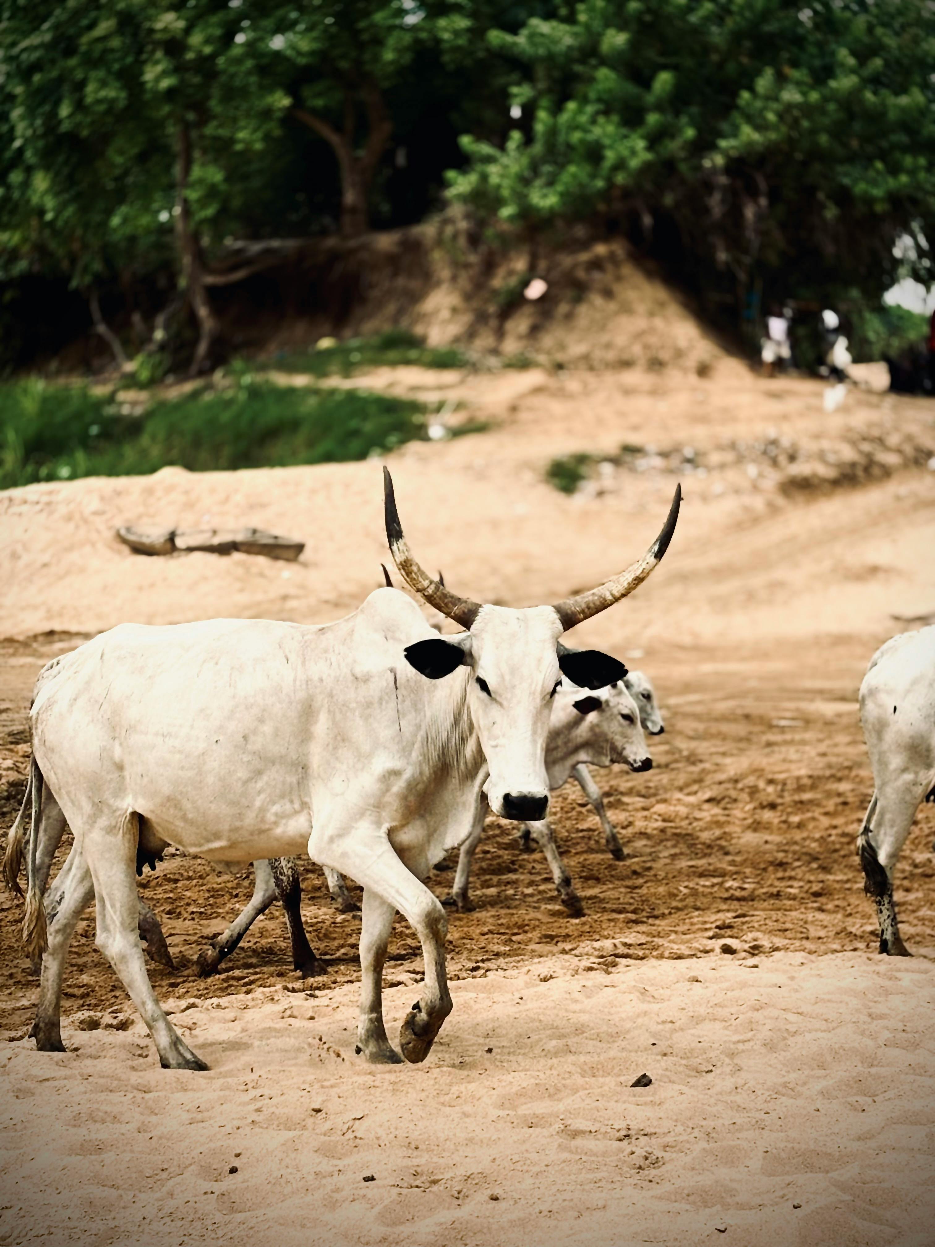 Majestic White Cattle in Natural Habitat · Free Stock Photo