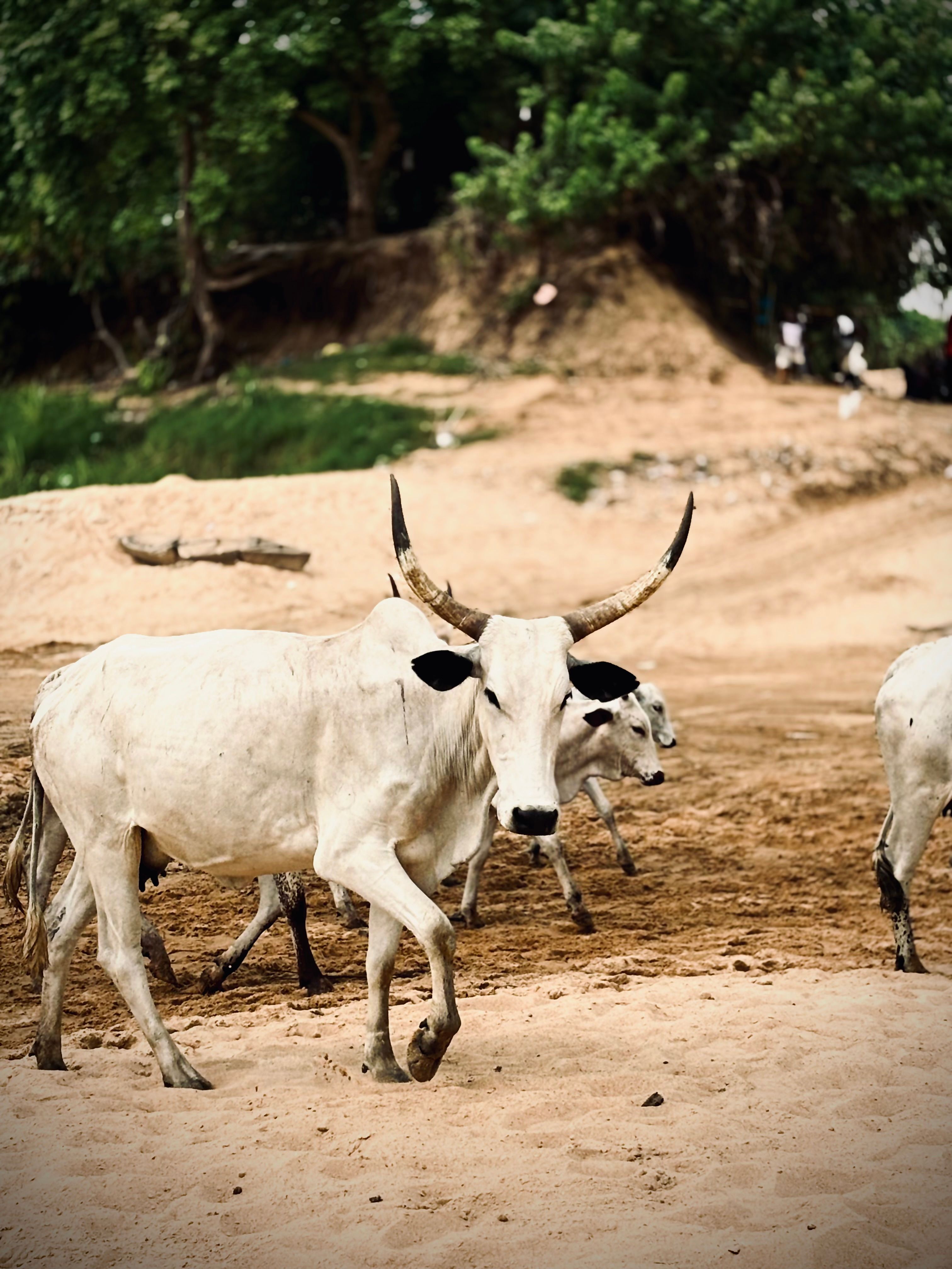 Majestic White Cattle in Natural Habitat · Free Stock Photo