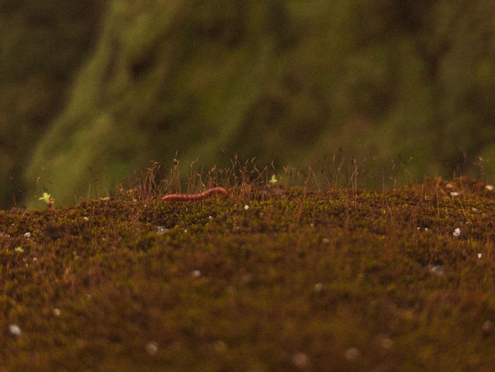 Earthworm Photos, Download The BEST Free Earthworm Stock Photos & HD Images
