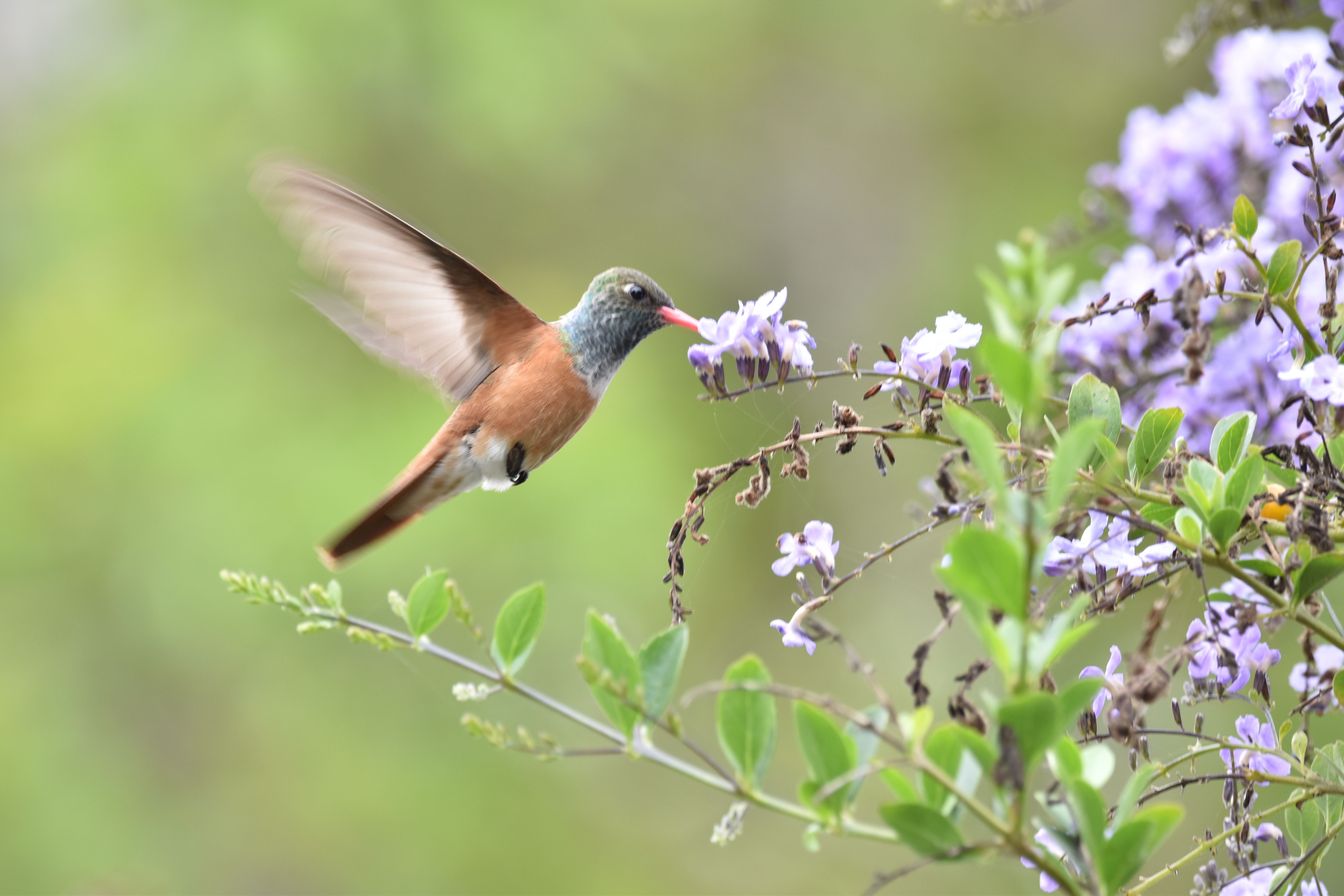 Close-Up Photo of Hummingbird Near Flowers · Free Stock Photo