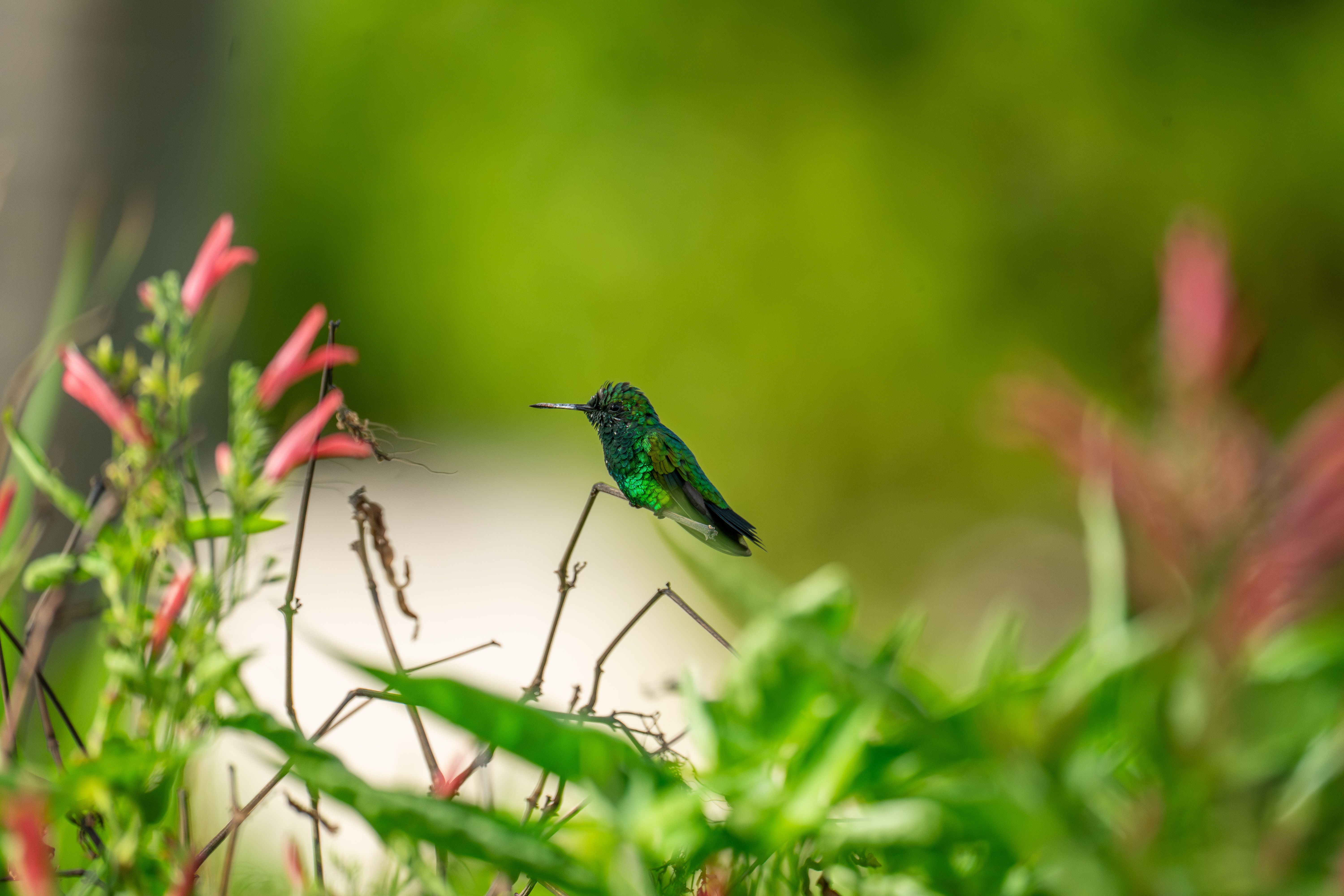 Close-Up Shot of a Hummingbird · Free Stock Photo