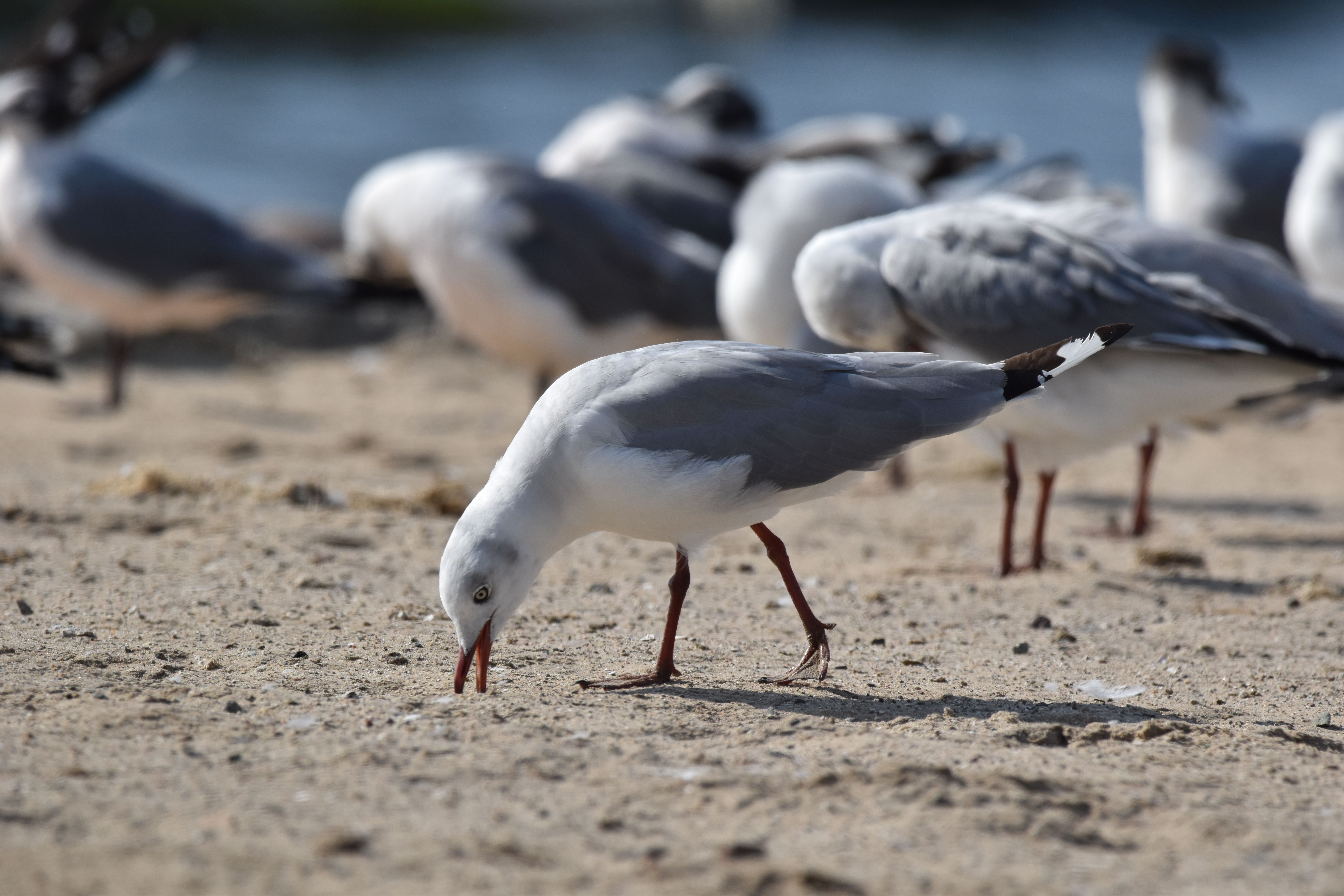 Seagull on sandy shore near ocean · Free Stock Photo