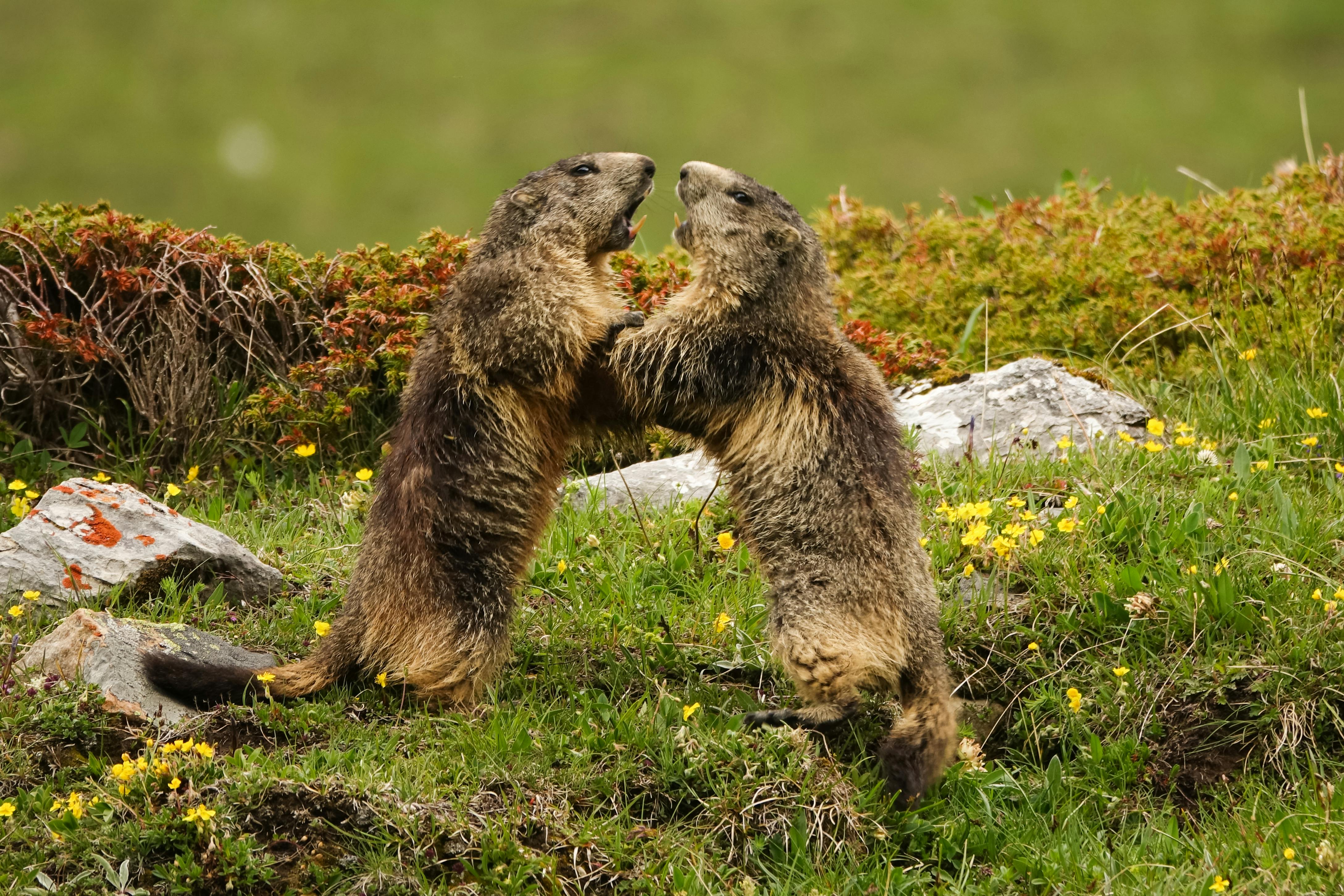 Wild Animals Slideshow Photos, Download The BEST Free Wild Animals ...