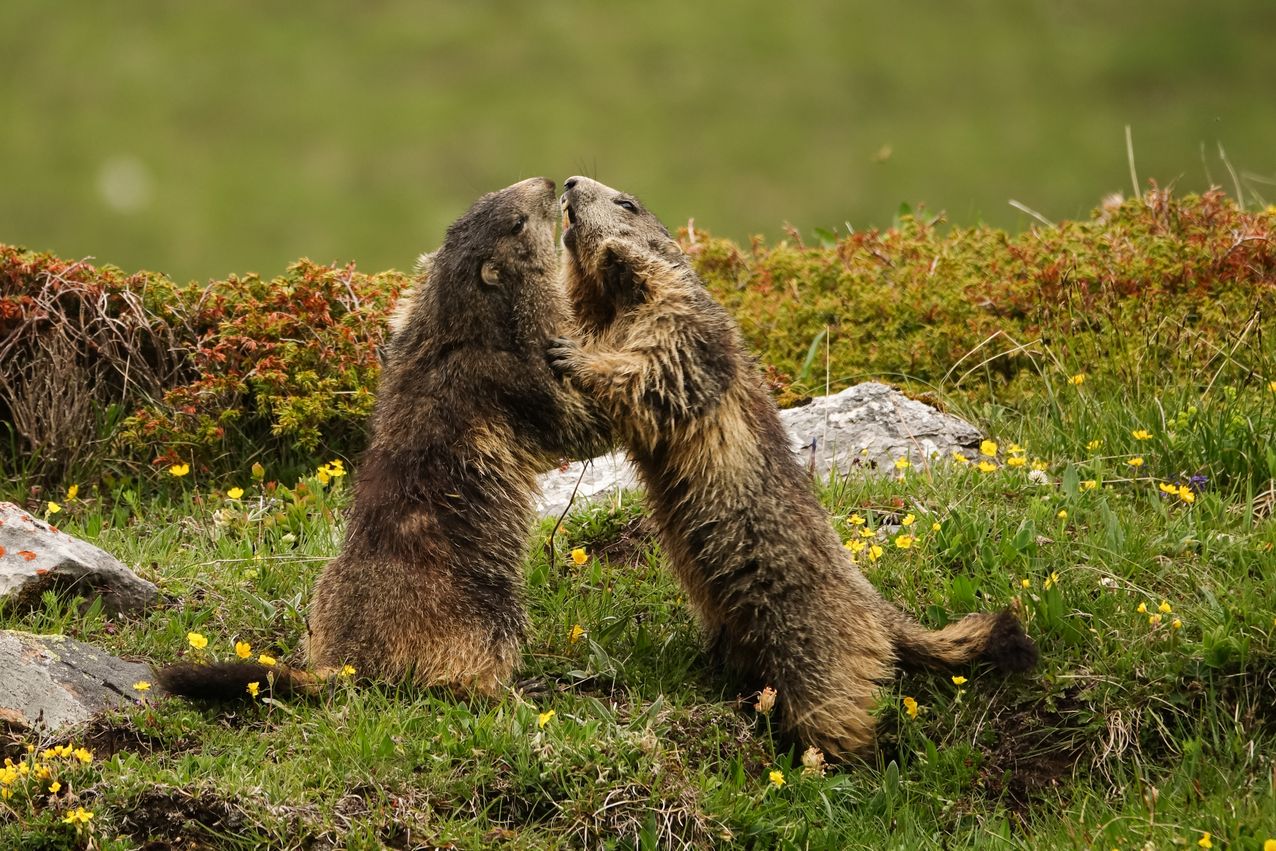 marmota vancouverensis: facts, status, and conservation