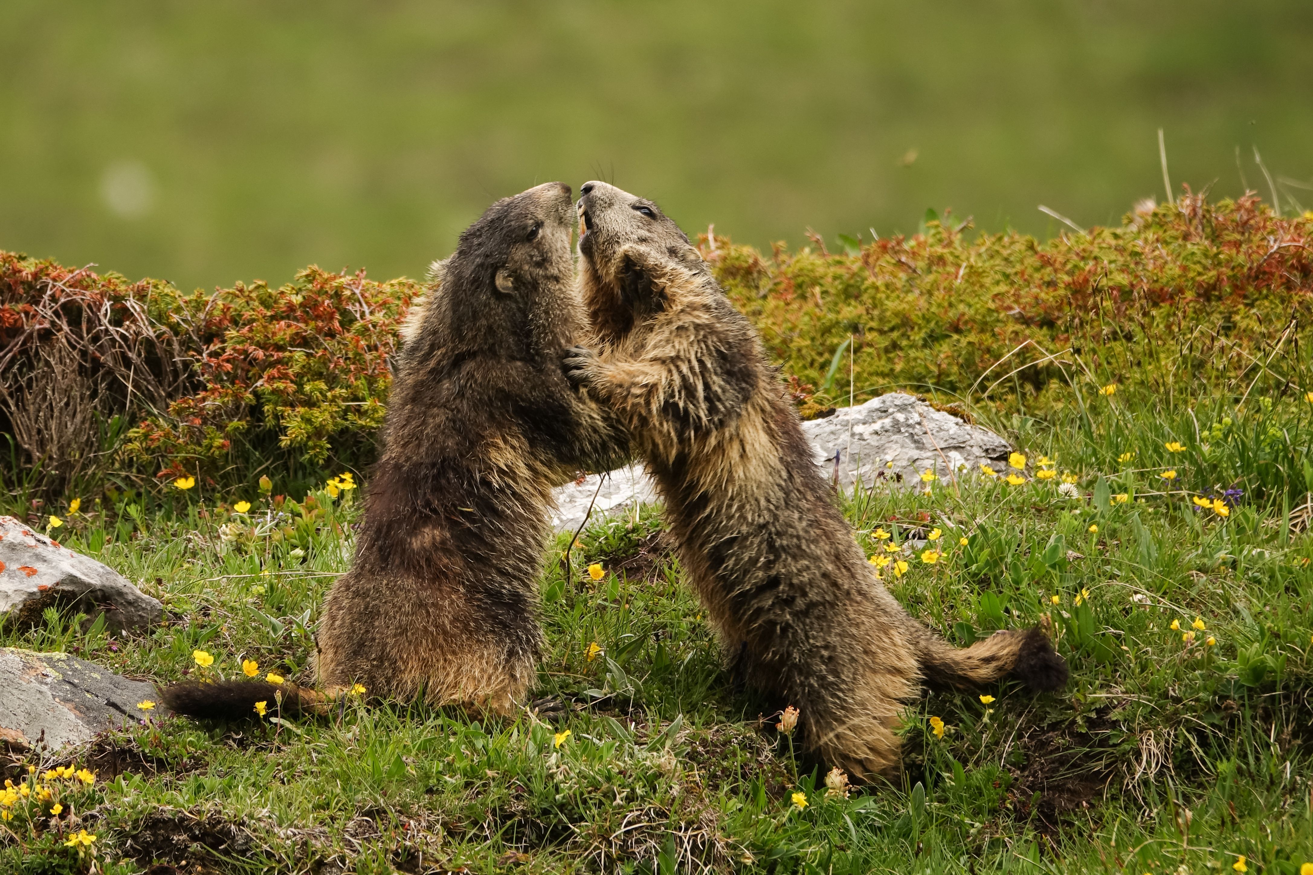 Playful Marmots in Vanoise National Park · Free Stock Photo