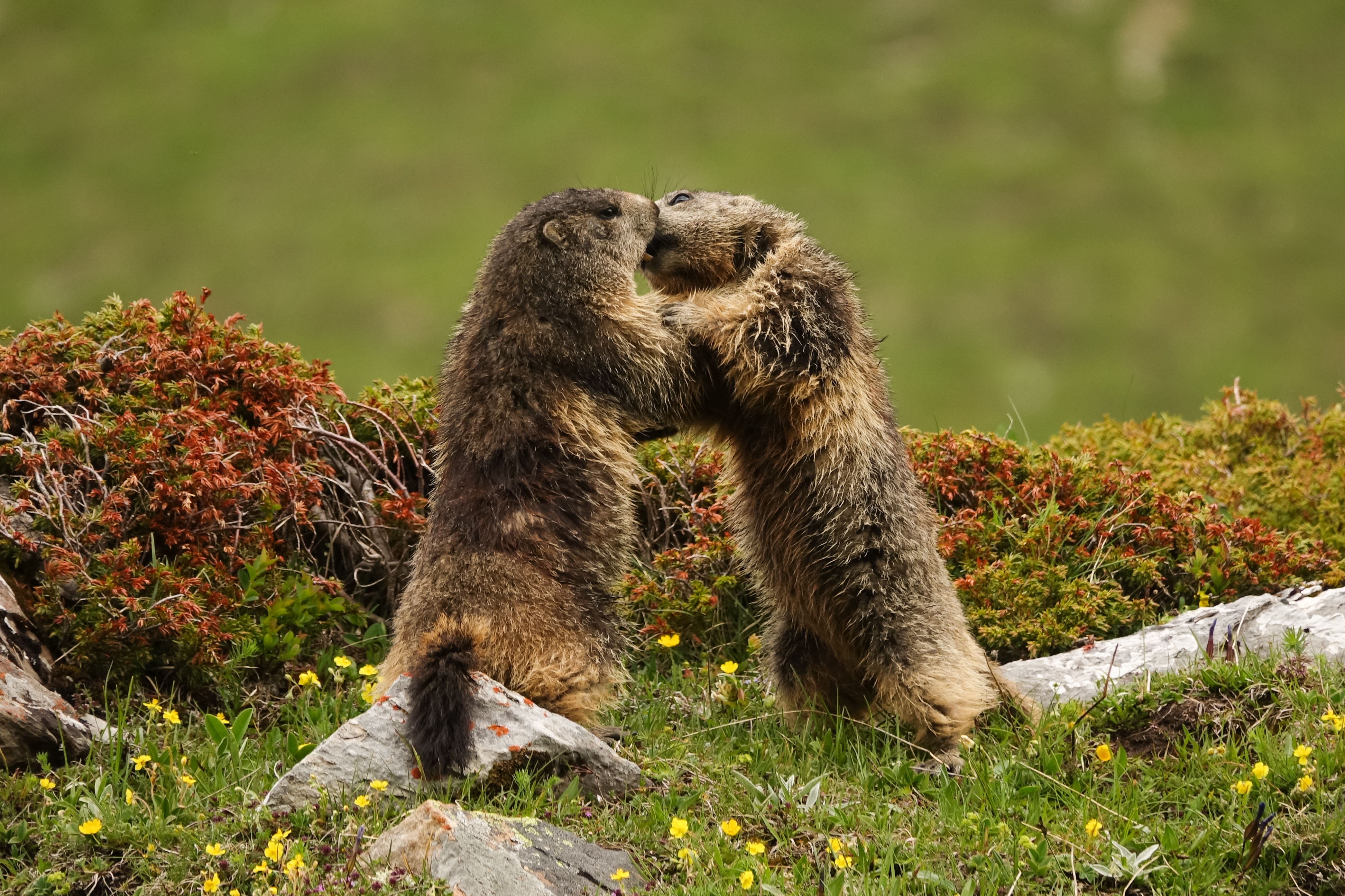 Pair of Marmots Playfully Fighting in Vanoise · Free Stock Photo