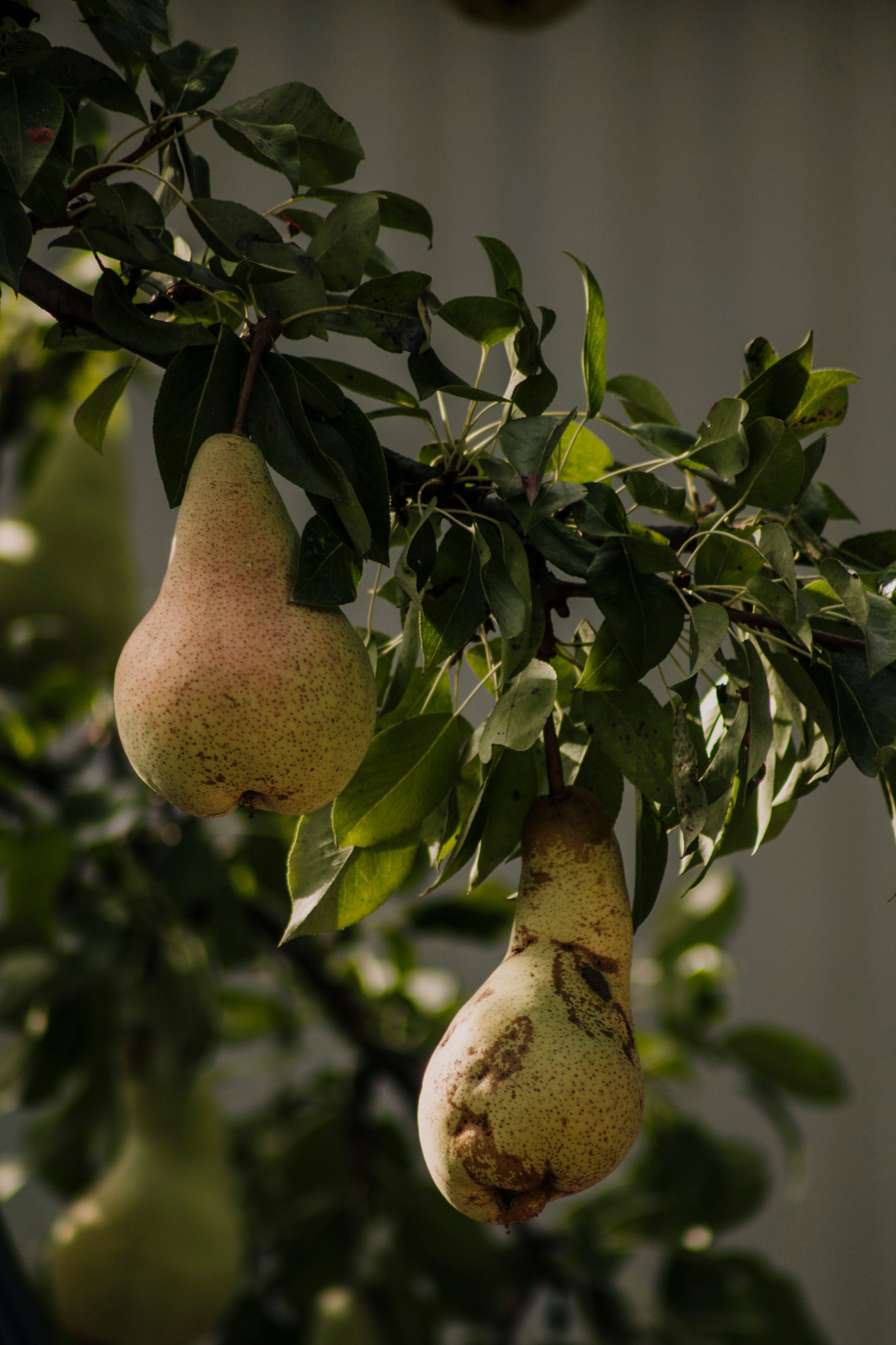Close-up of Pears Hanging on a Tree Branch · Free Stock Photo