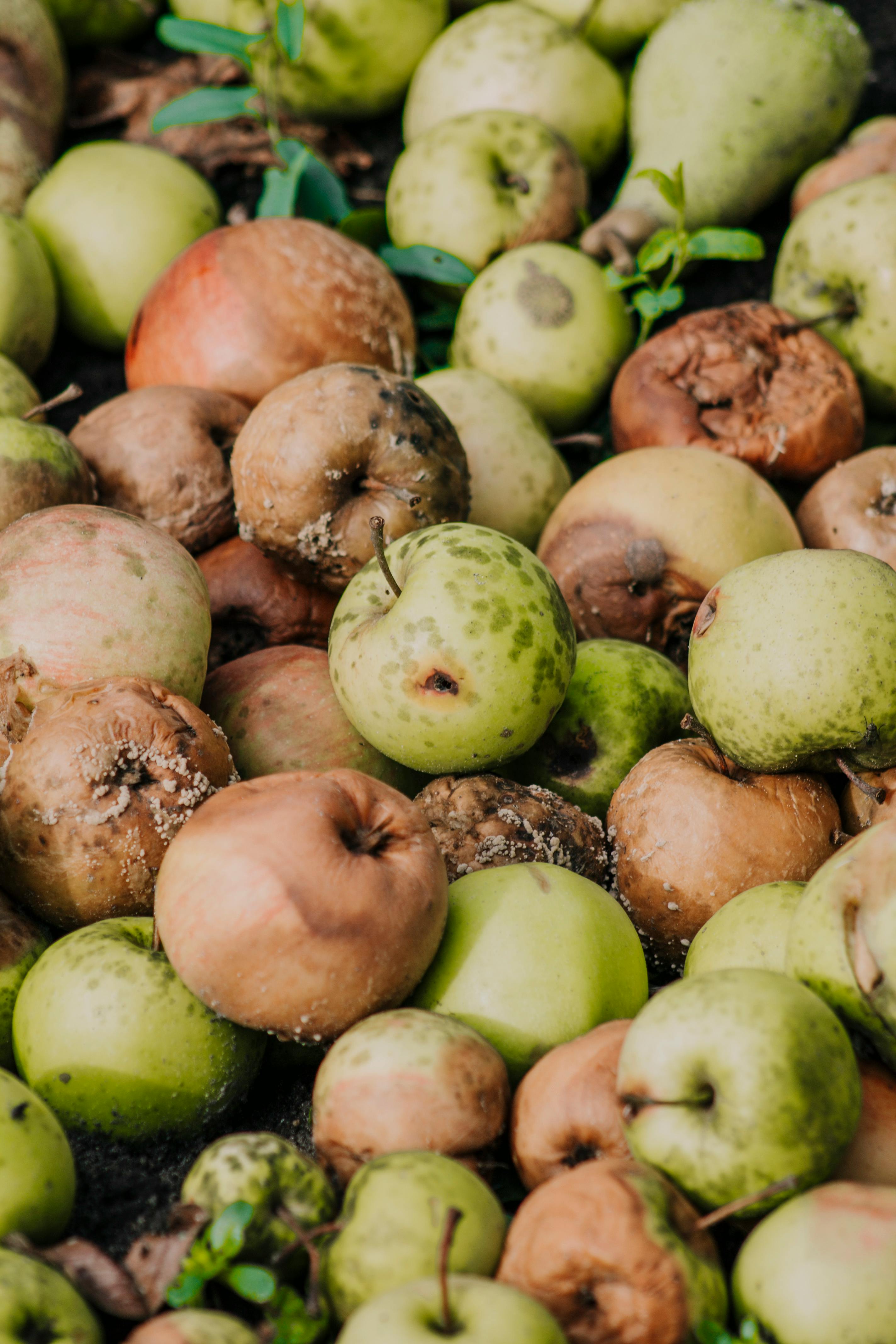 Ripe and Rotten Apples in a Harvest Scene · Free Stock Photo
