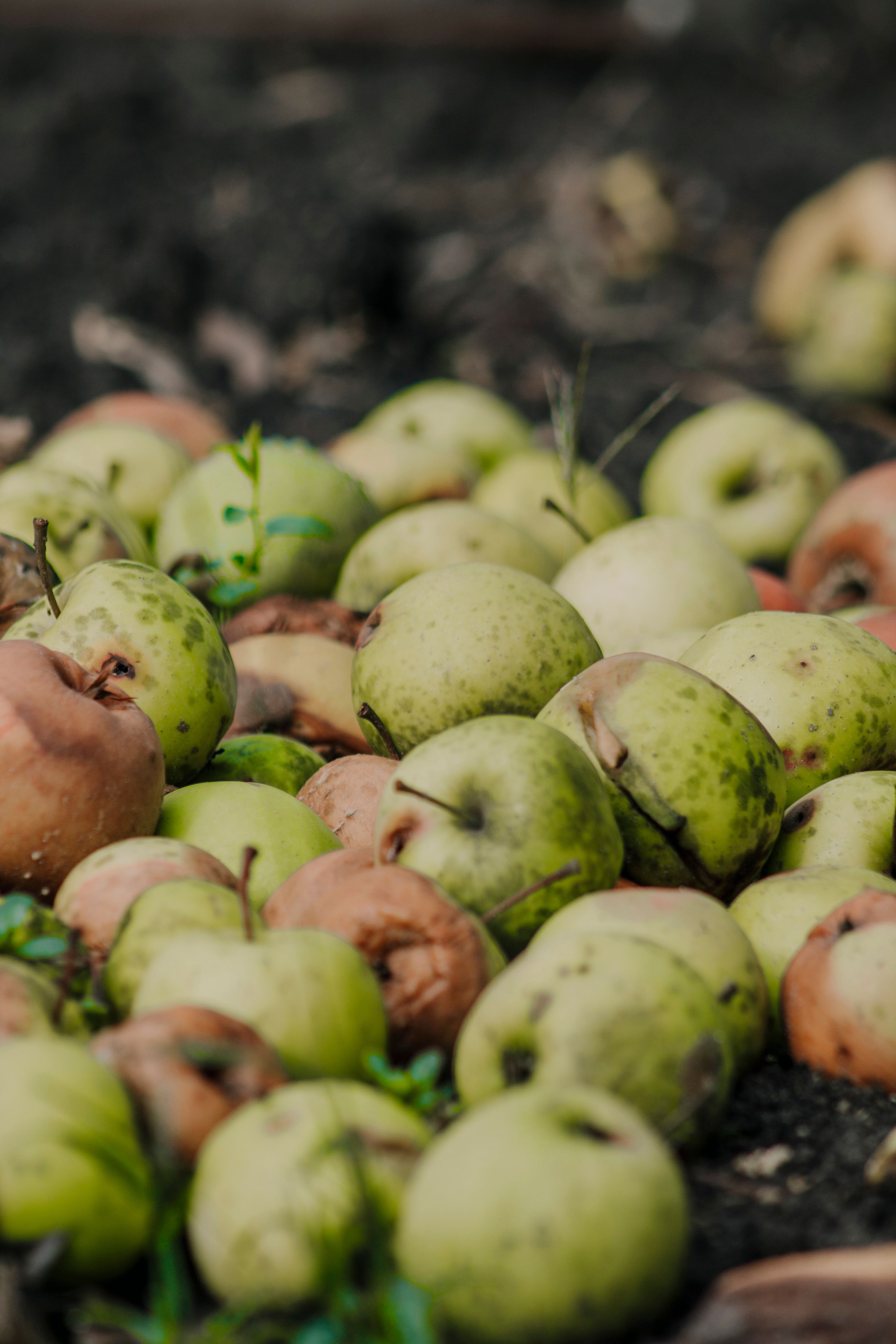 Close-up of Rotting Apples on Soil in Autumn Setting · Free Stock Photo