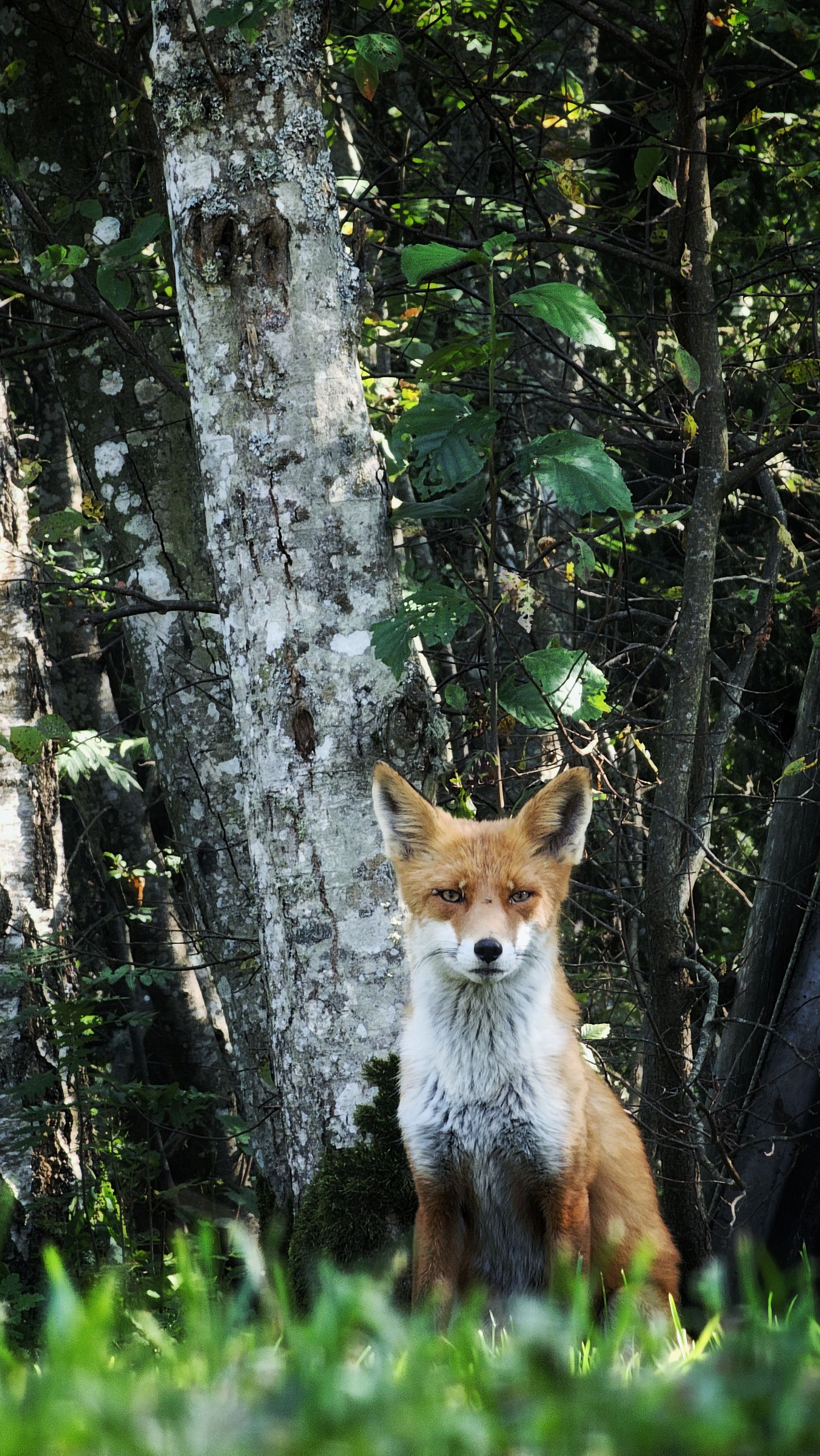 Red Fox Photos, Download The BEST Free Red Fox Stock Photos & HD Images