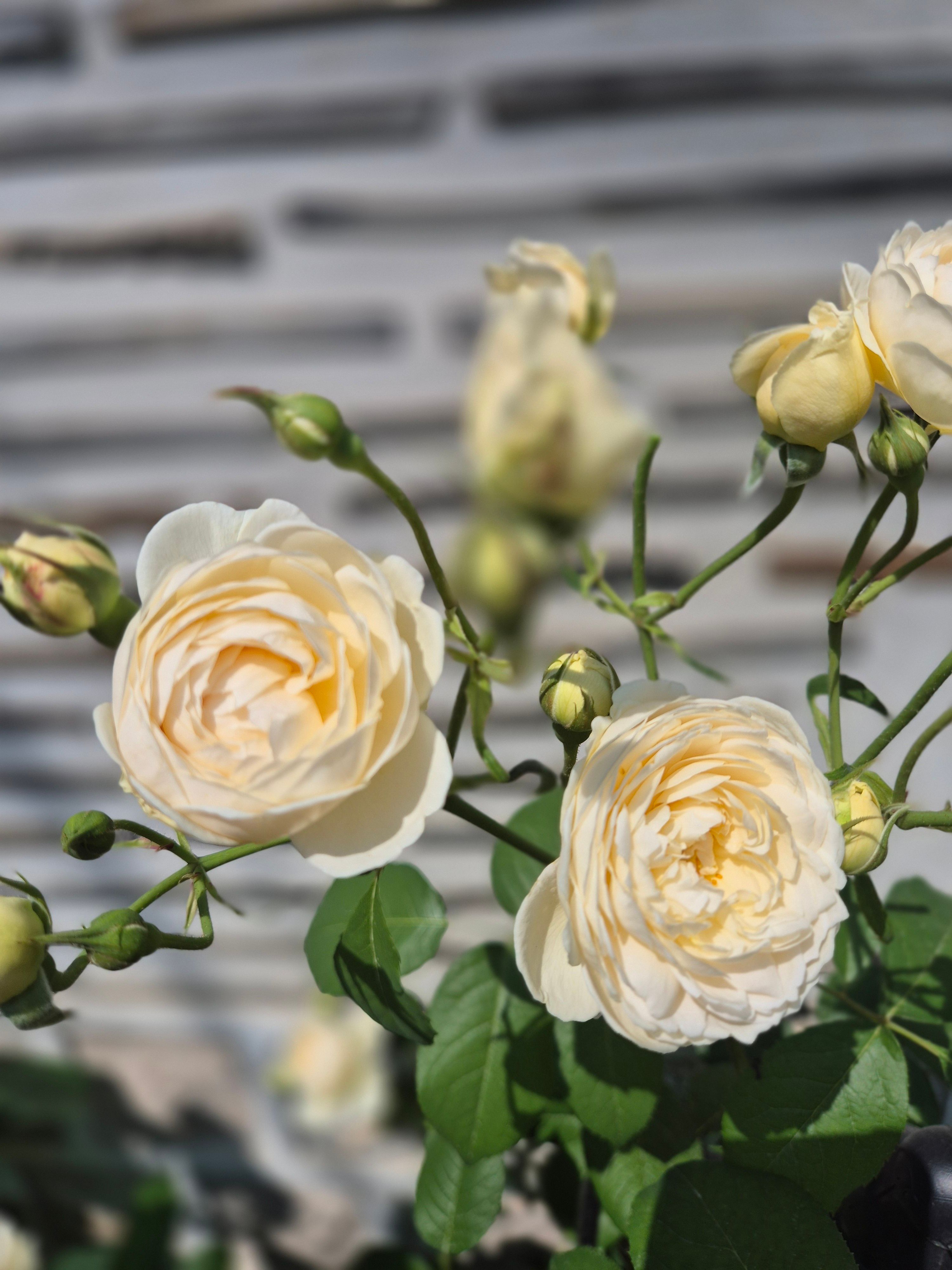 Close-up of Blooming White Roses Outdoors · Free Stock Photo
