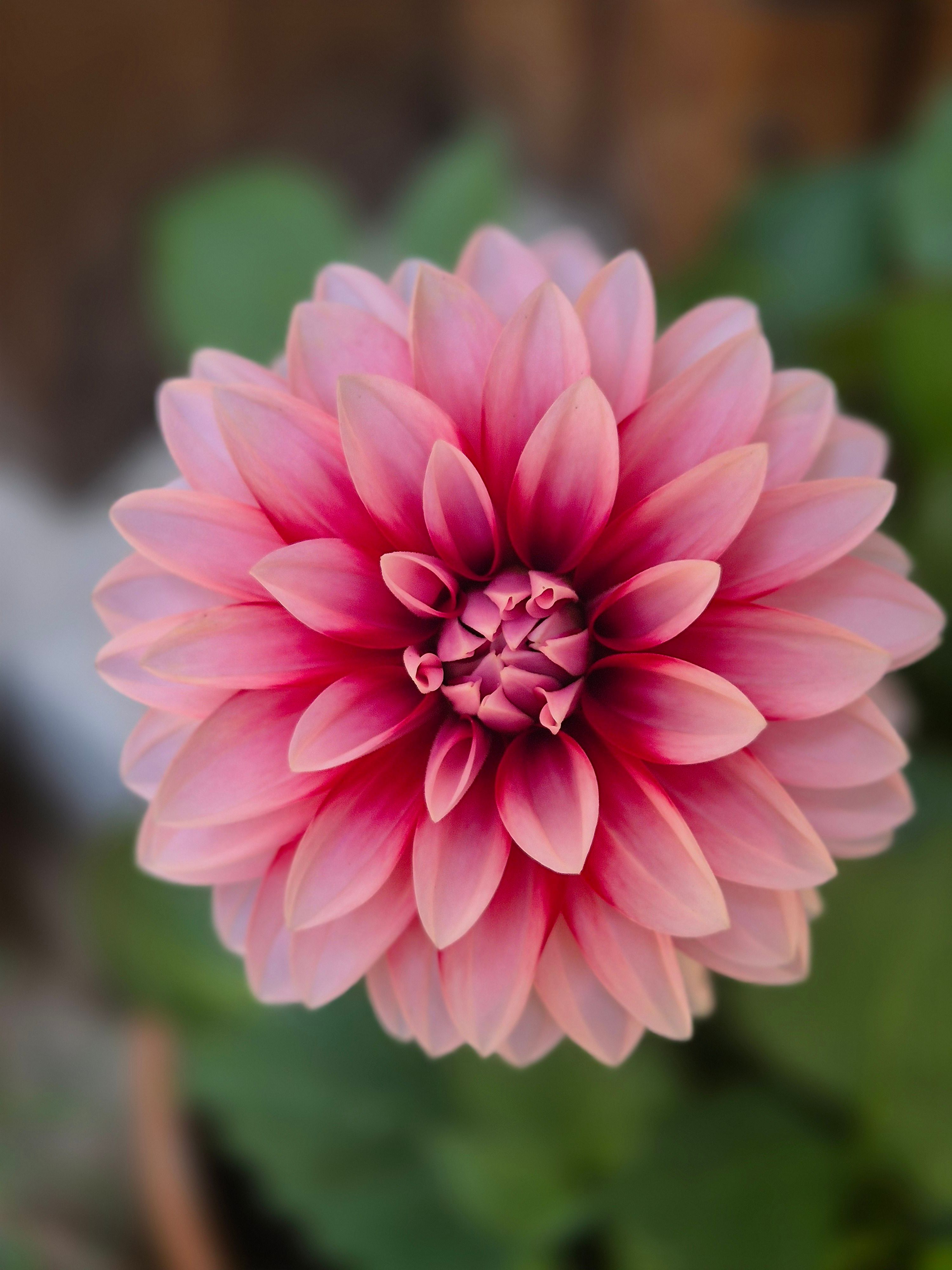 Flor De Dalia Rosa Vibrante En Plena Floración · Foto de stock gratuita