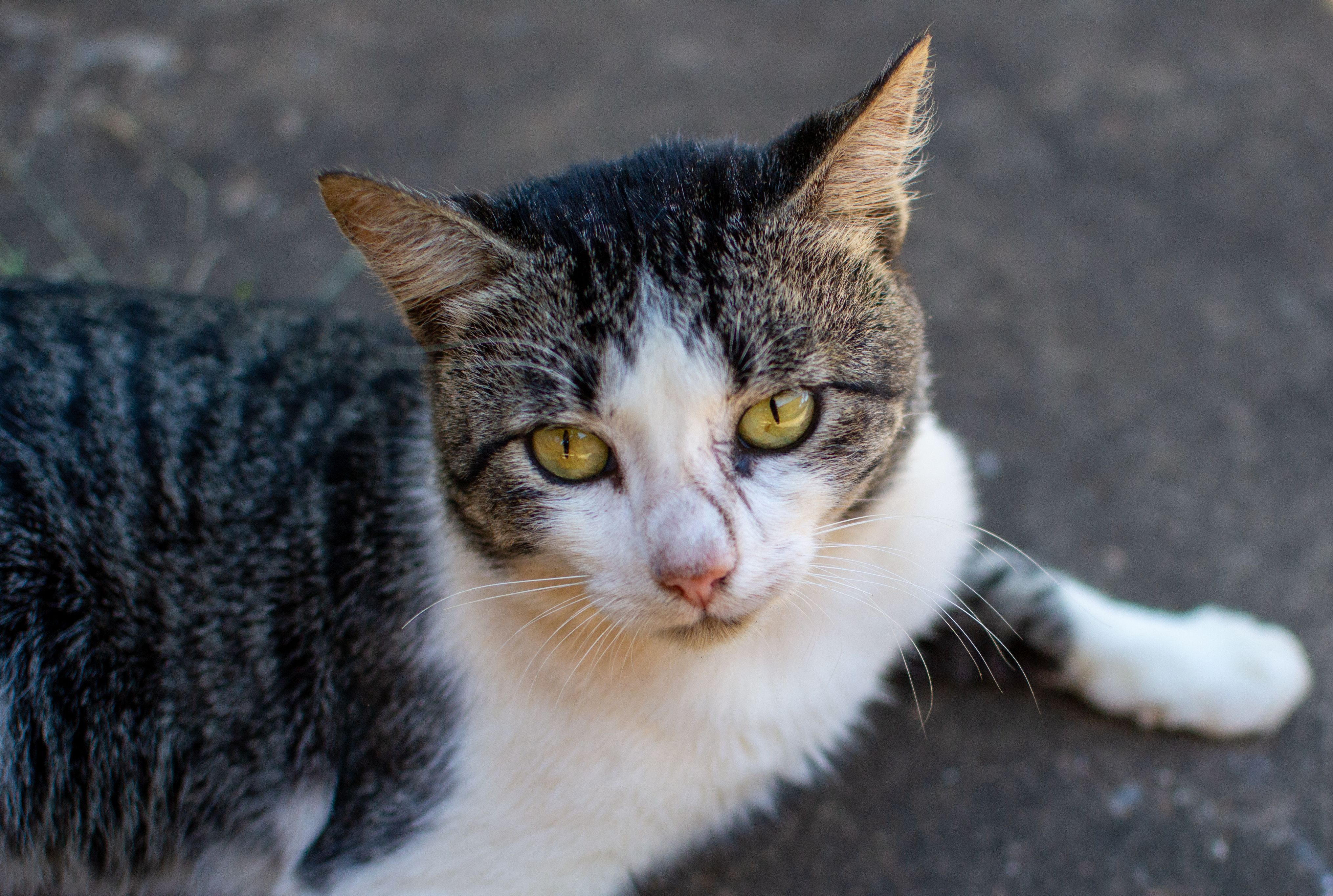 Retrato En Primer Plano De Un Gato Doméstico Al Aire Libre · Foto de ...