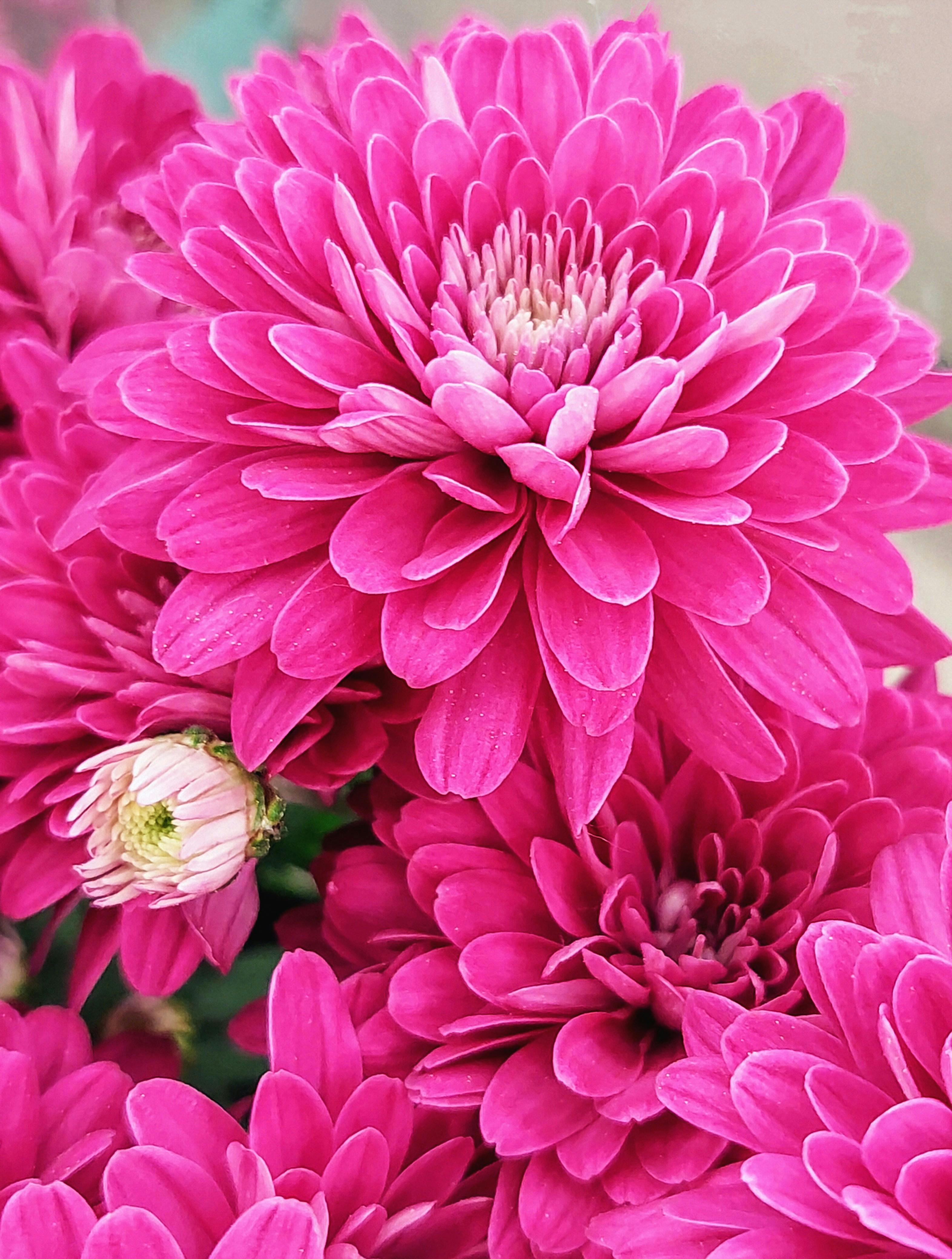 Vibrant Close-up of Pink Chrysanthemums in Bloom · Free Stock Photo