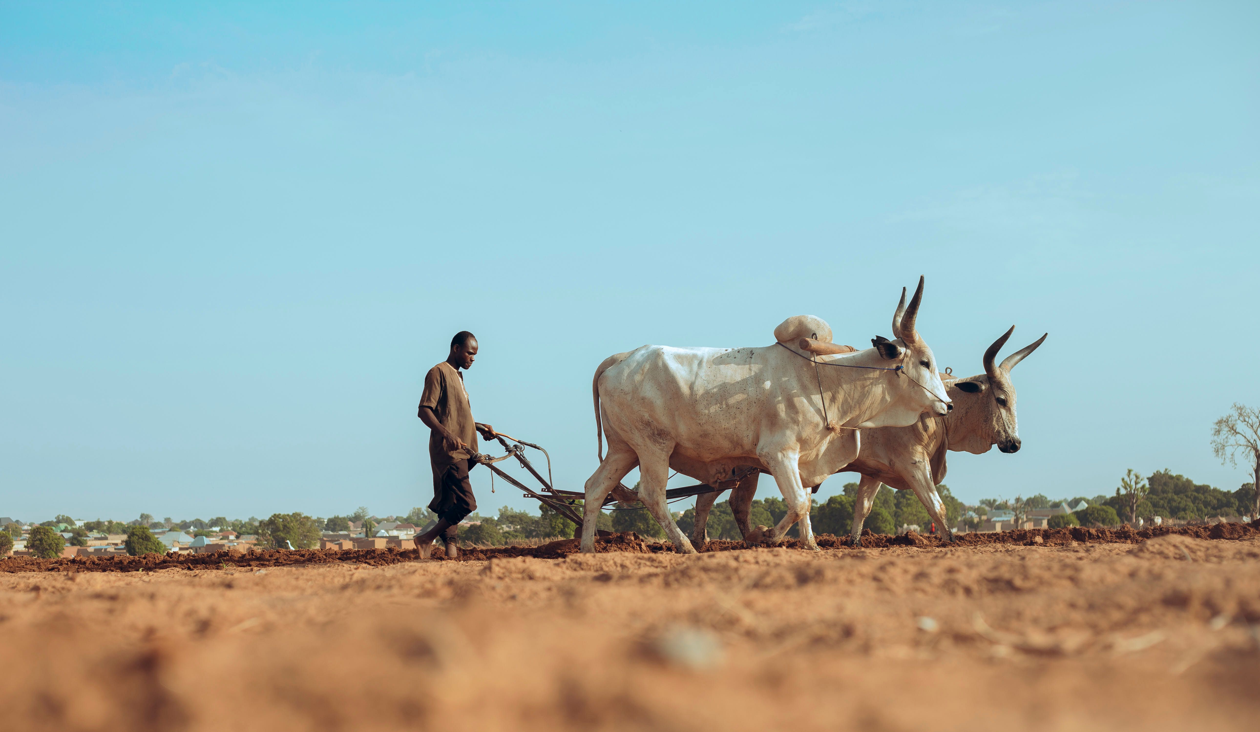 Farmer Plowing Field with Oxen in Rural Landscape · Free Stock Photo