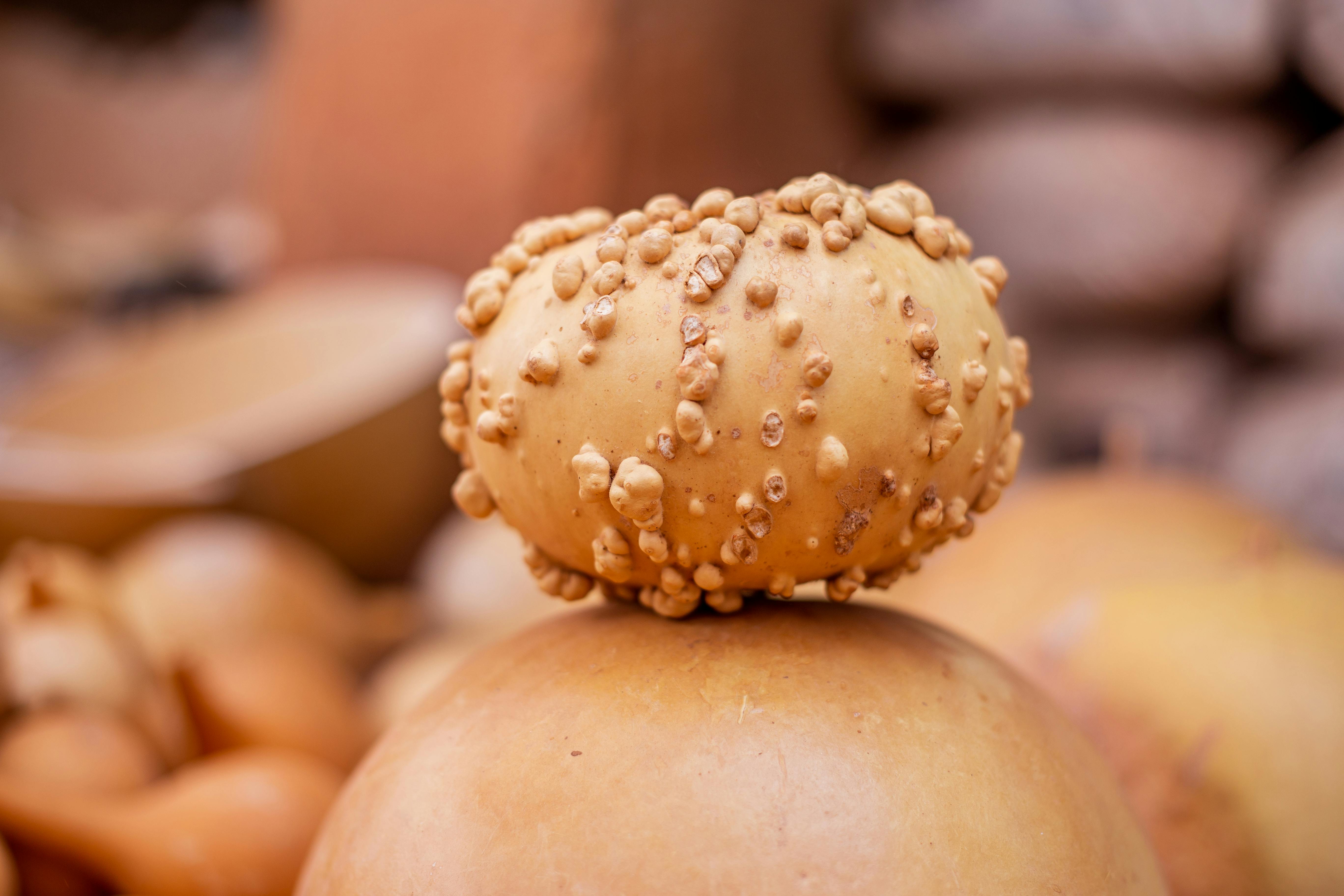 Bumpy Gourd Photos, Download The BEST Free Bumpy Gourd Stock Photos ...