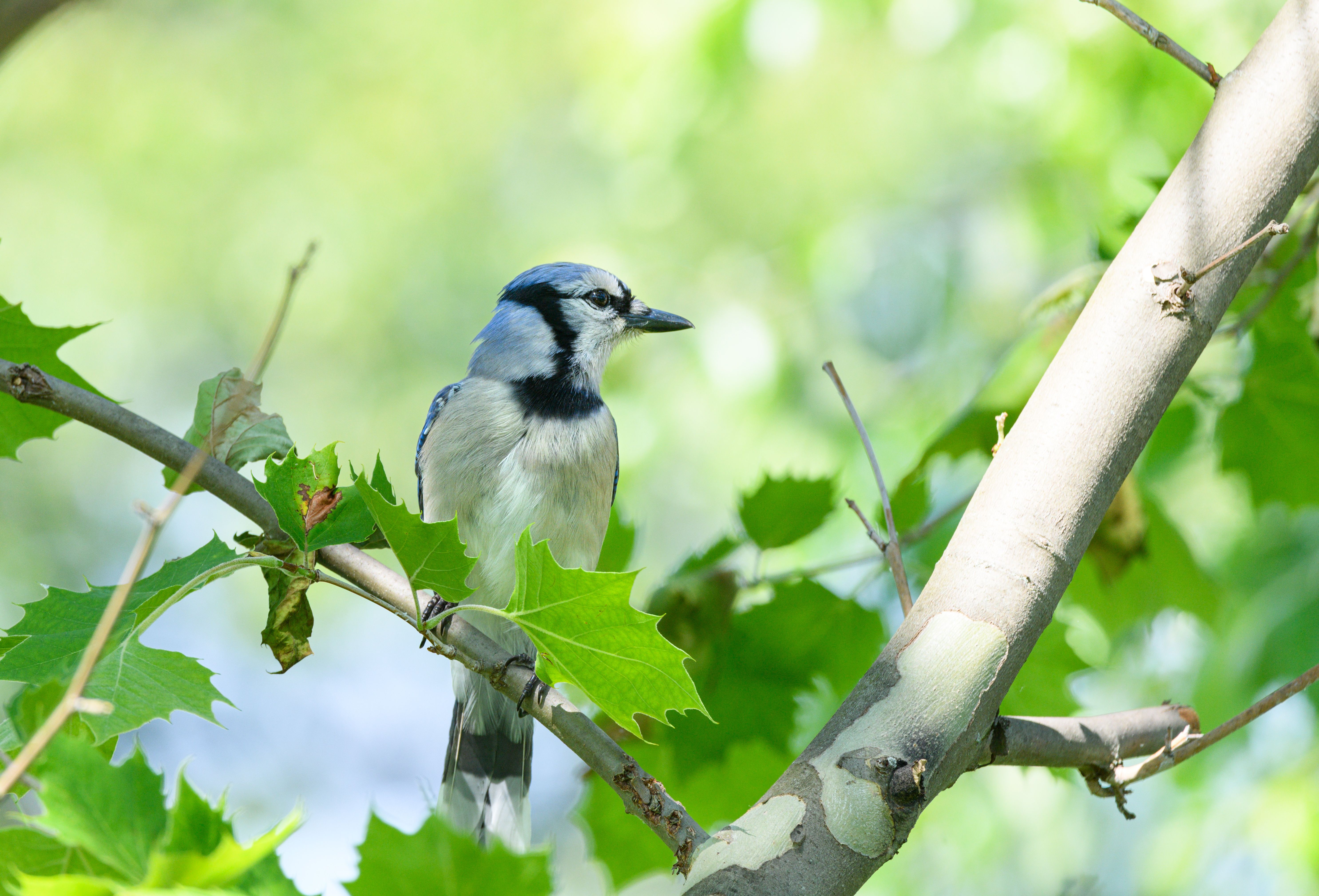 Blue Jay Perched on Tree Branch in Spring Light · Free Stock Photo