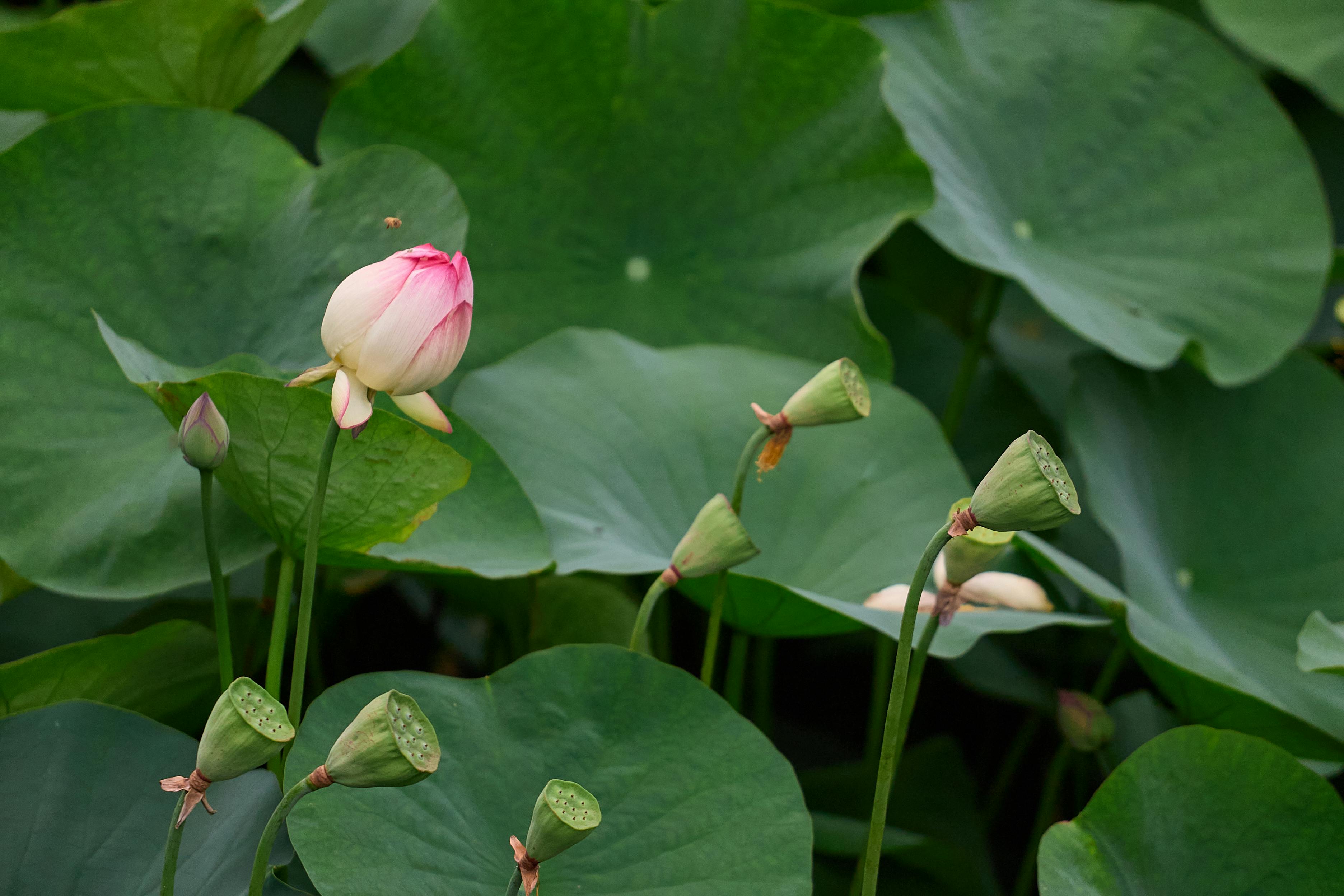 Lotus Flower Bud Among Green Leaves · Free Stock Photo