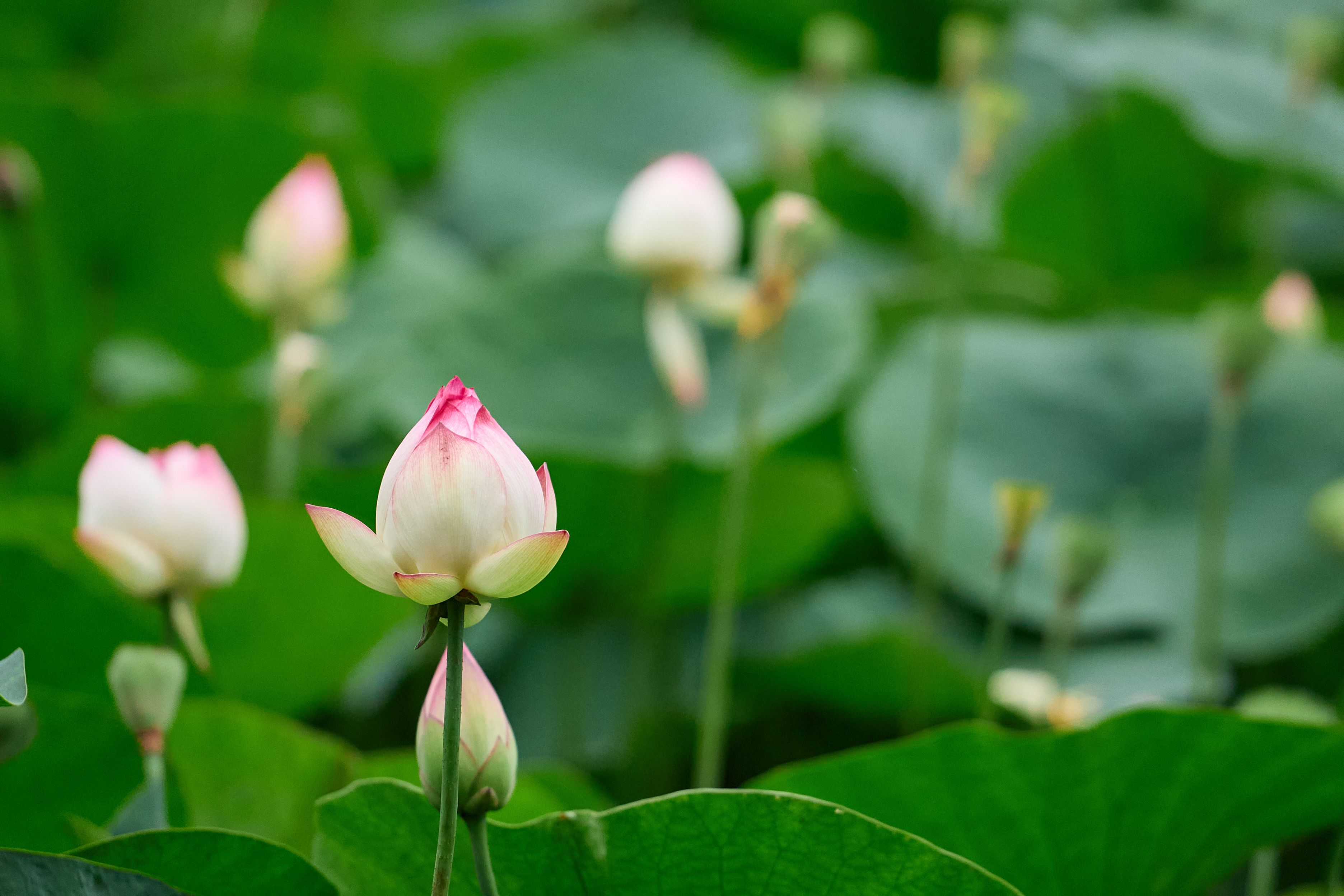 Vibrant Lotus Blossoms in Lush Greenery · Free Stock Photo