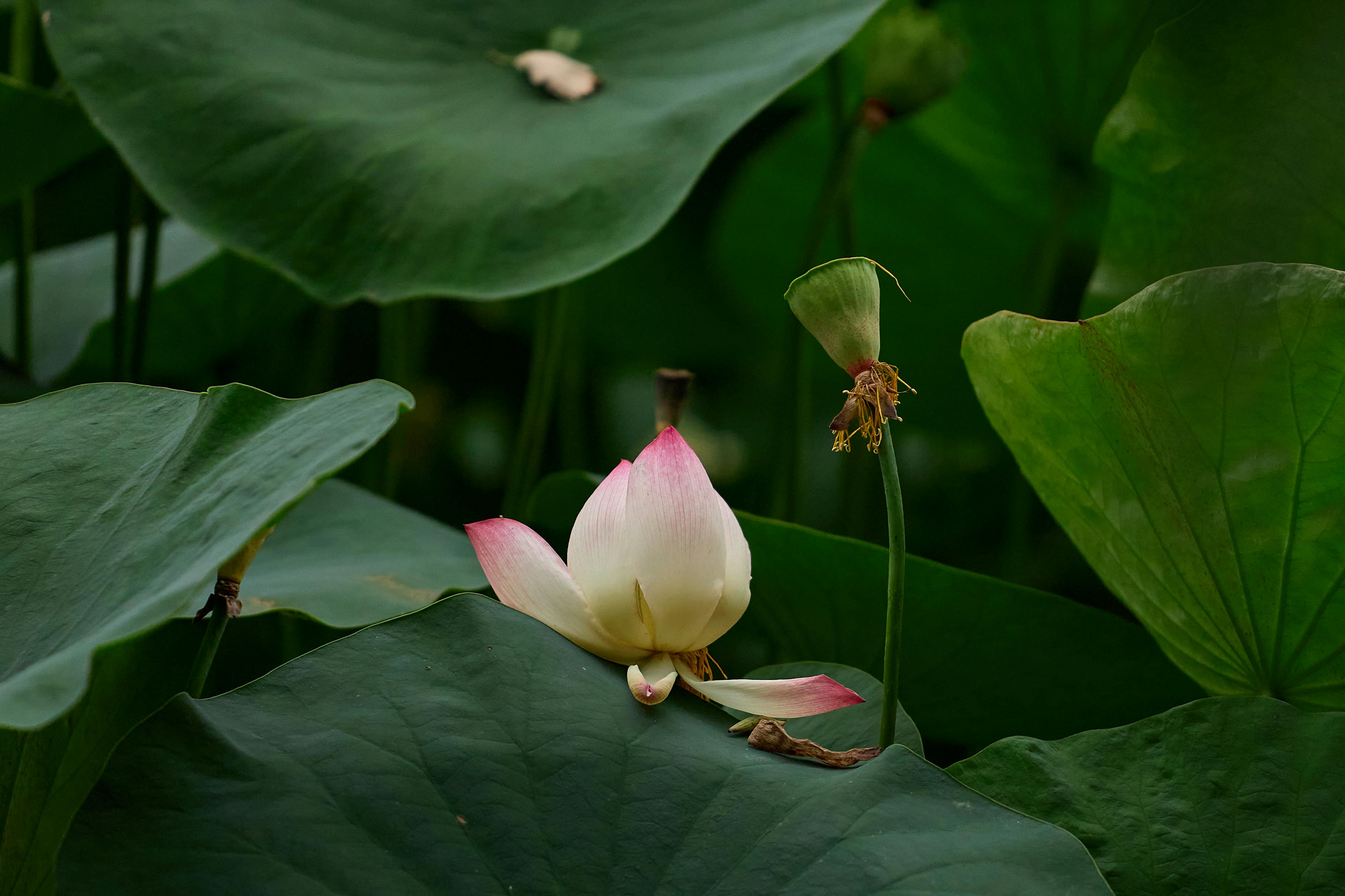 Pad Trabalhador Photos, Download The BEST Free Pad Trabalhador Stock ...