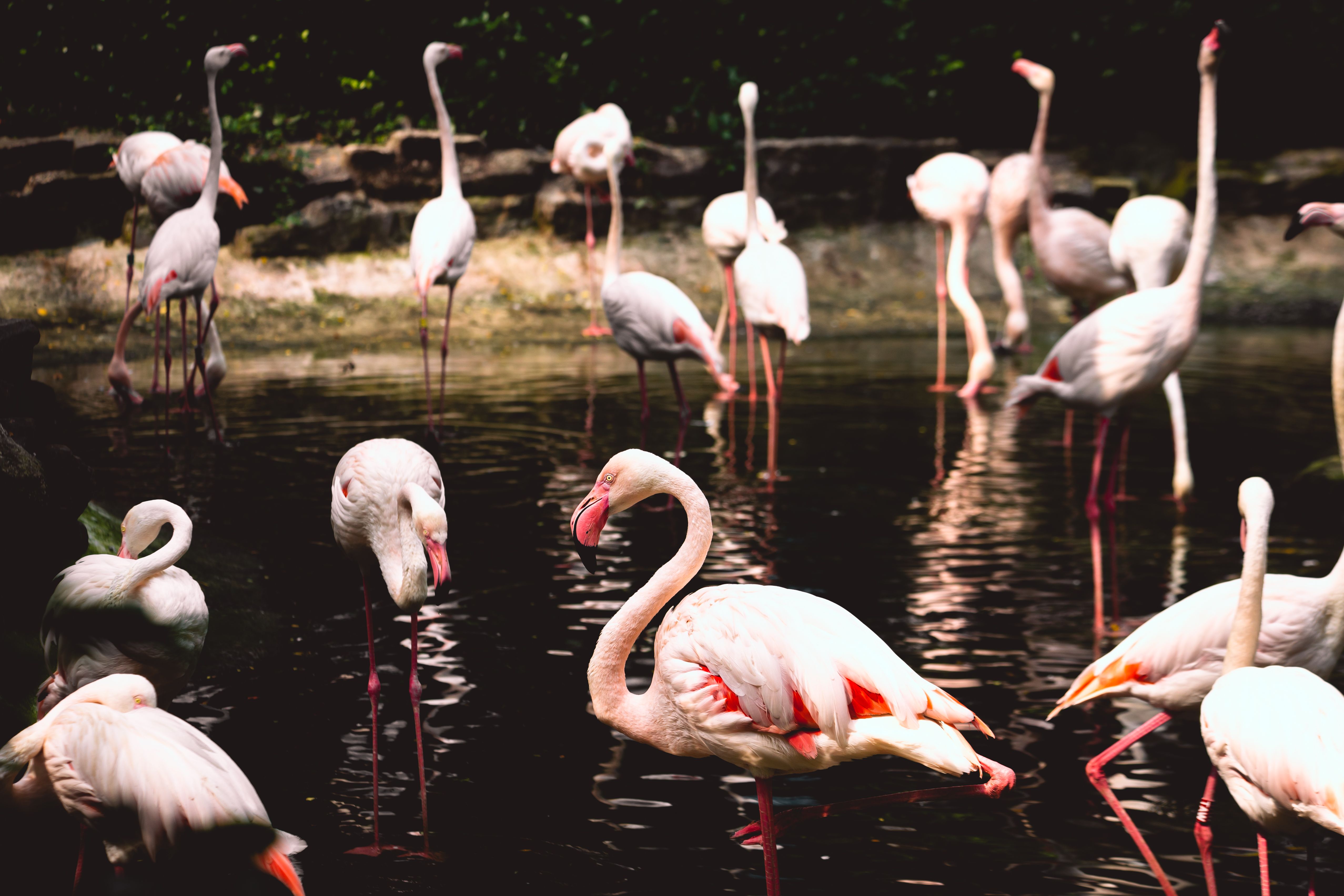 Birds And Animal In The Zoo Photos, Download The BEST Free Birds And ...