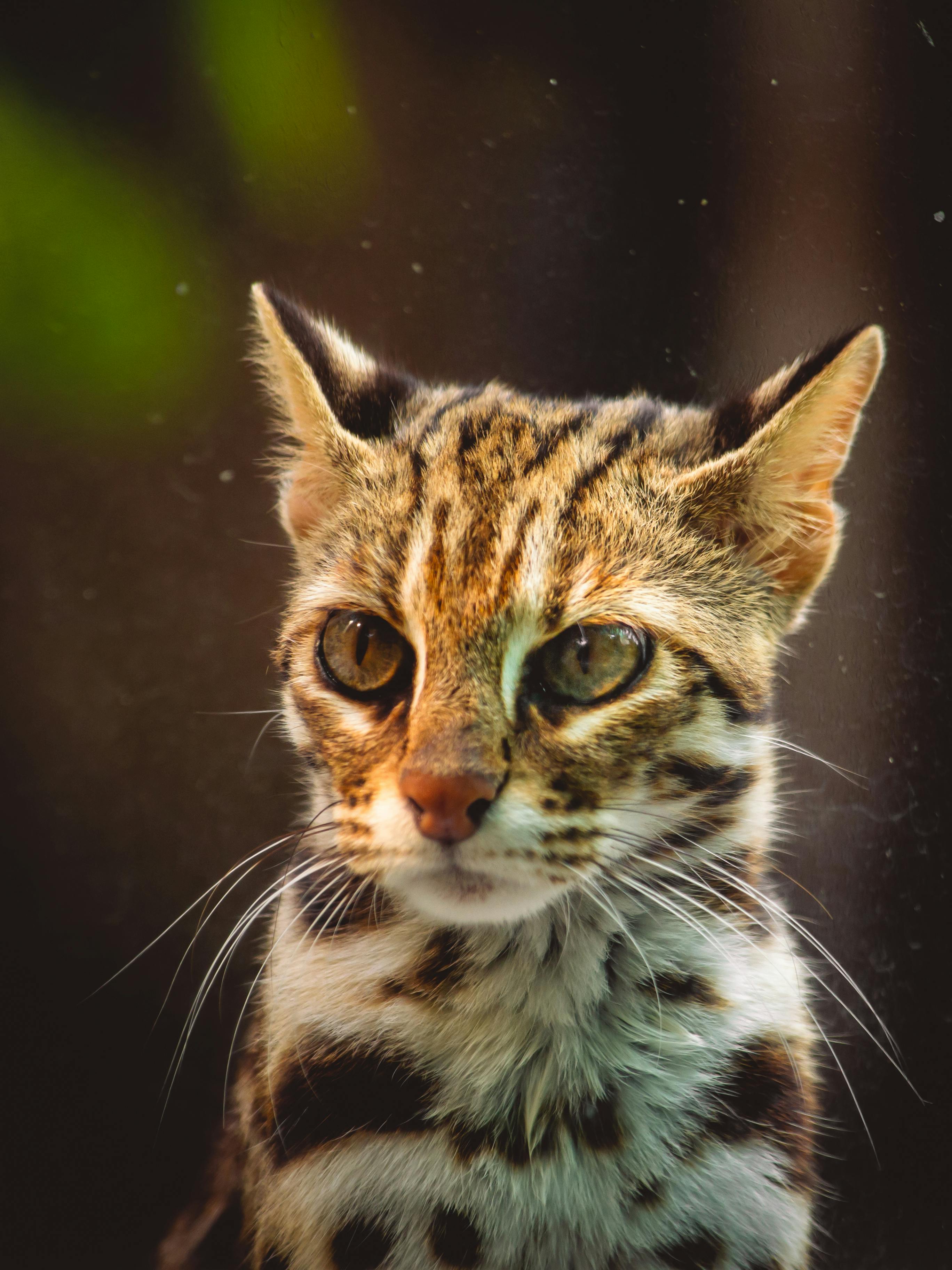 Wildcat Appearance Photos, Download The BEST Free Wildcat Appearance ...