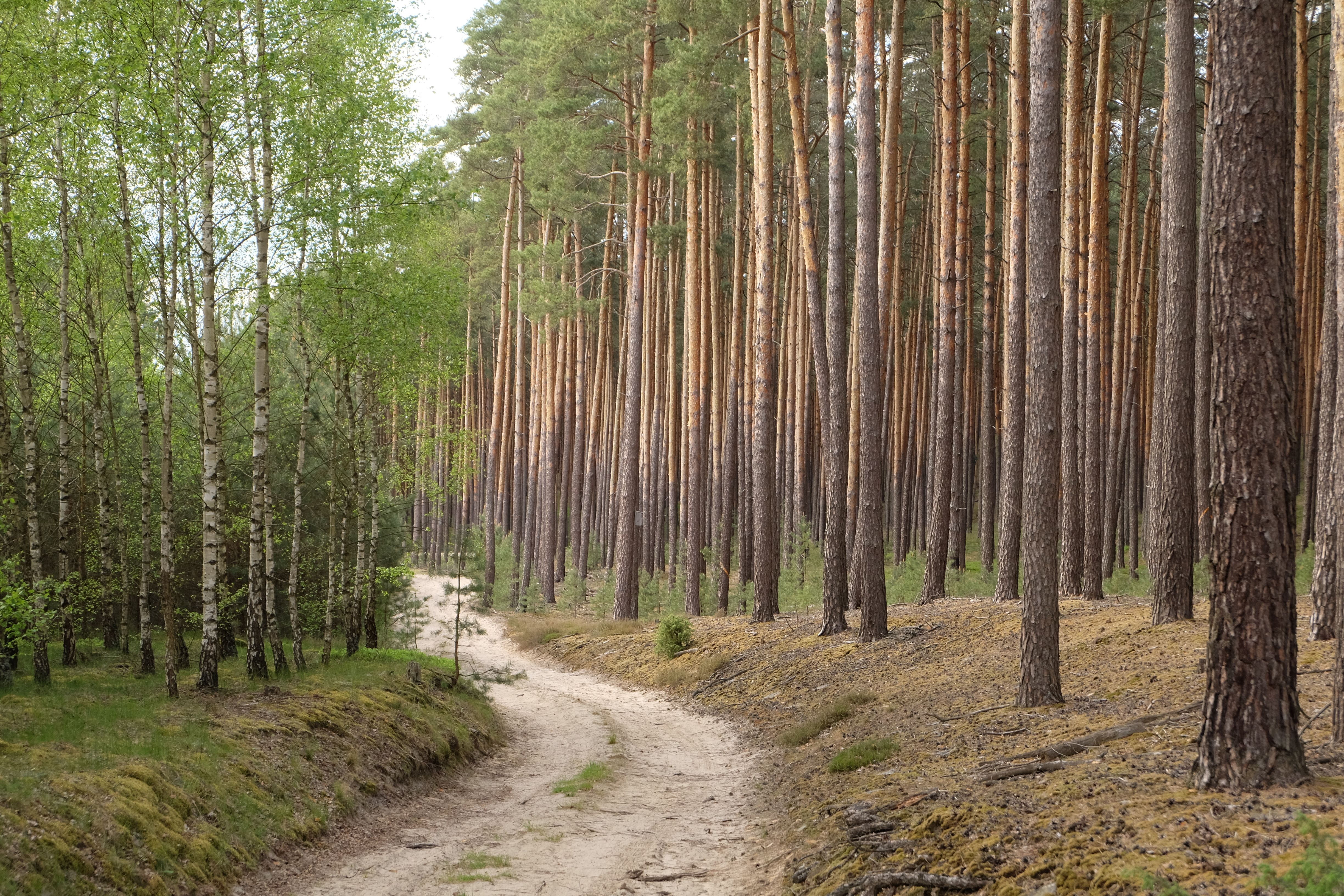 Sendero Forestal Escénico En Un Exuberante Bosque Verde · Foto de stock ...