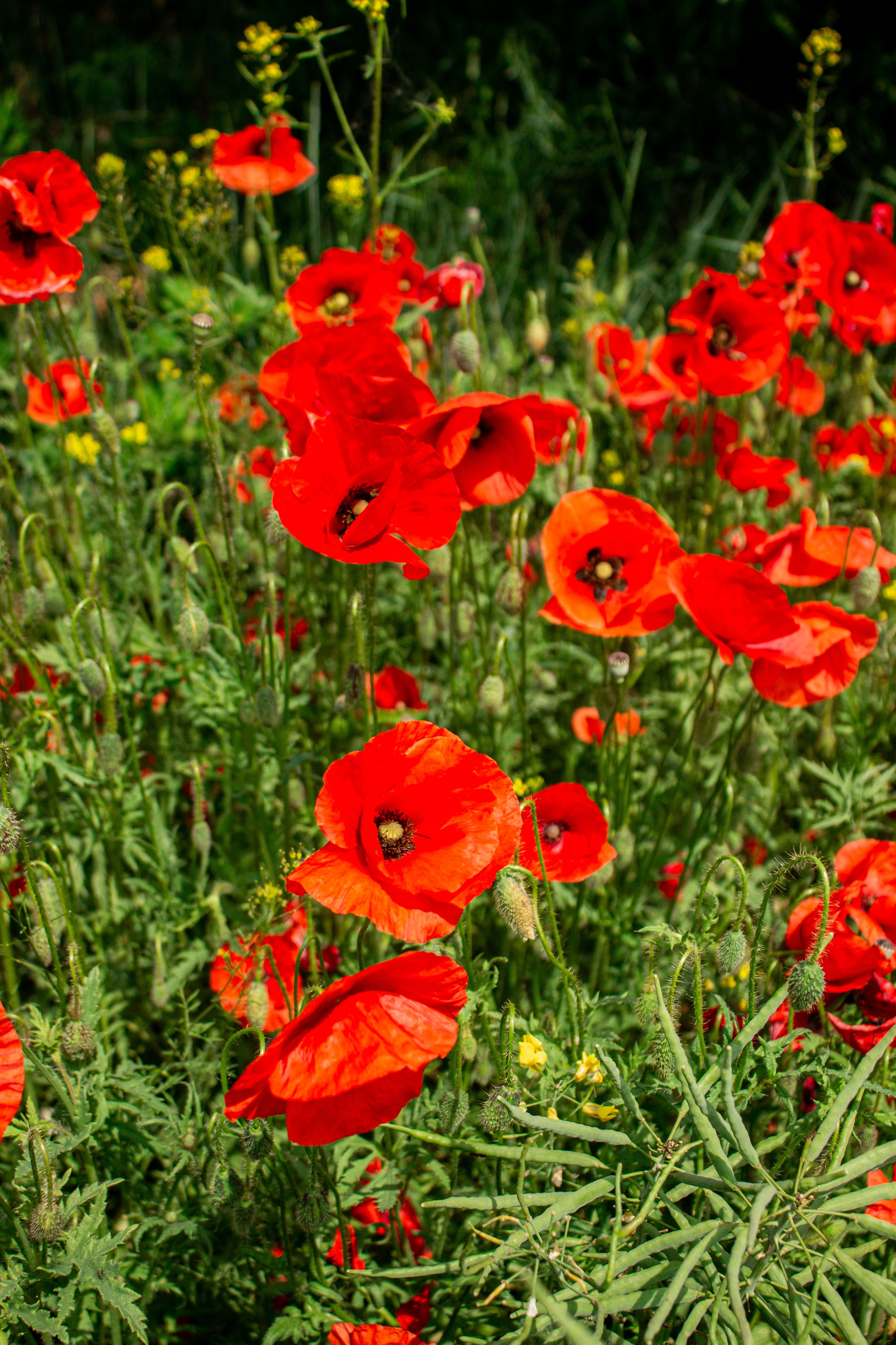 Flowers Plants Photos, Download The BEST Free Flowers Plants Stock ...