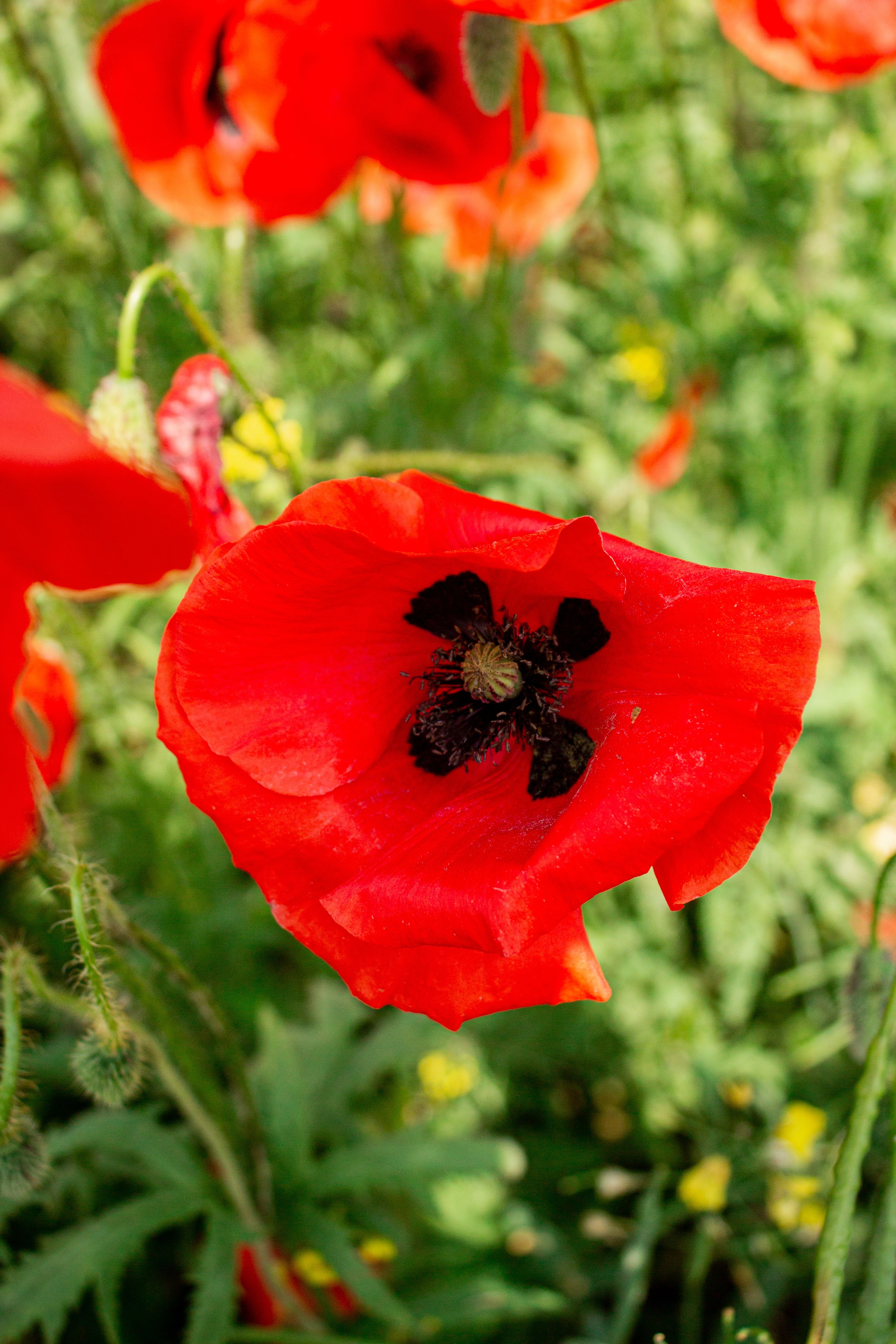 Close Up Photo of Red Petalled Flower during Daytime · Free Stock Photo
