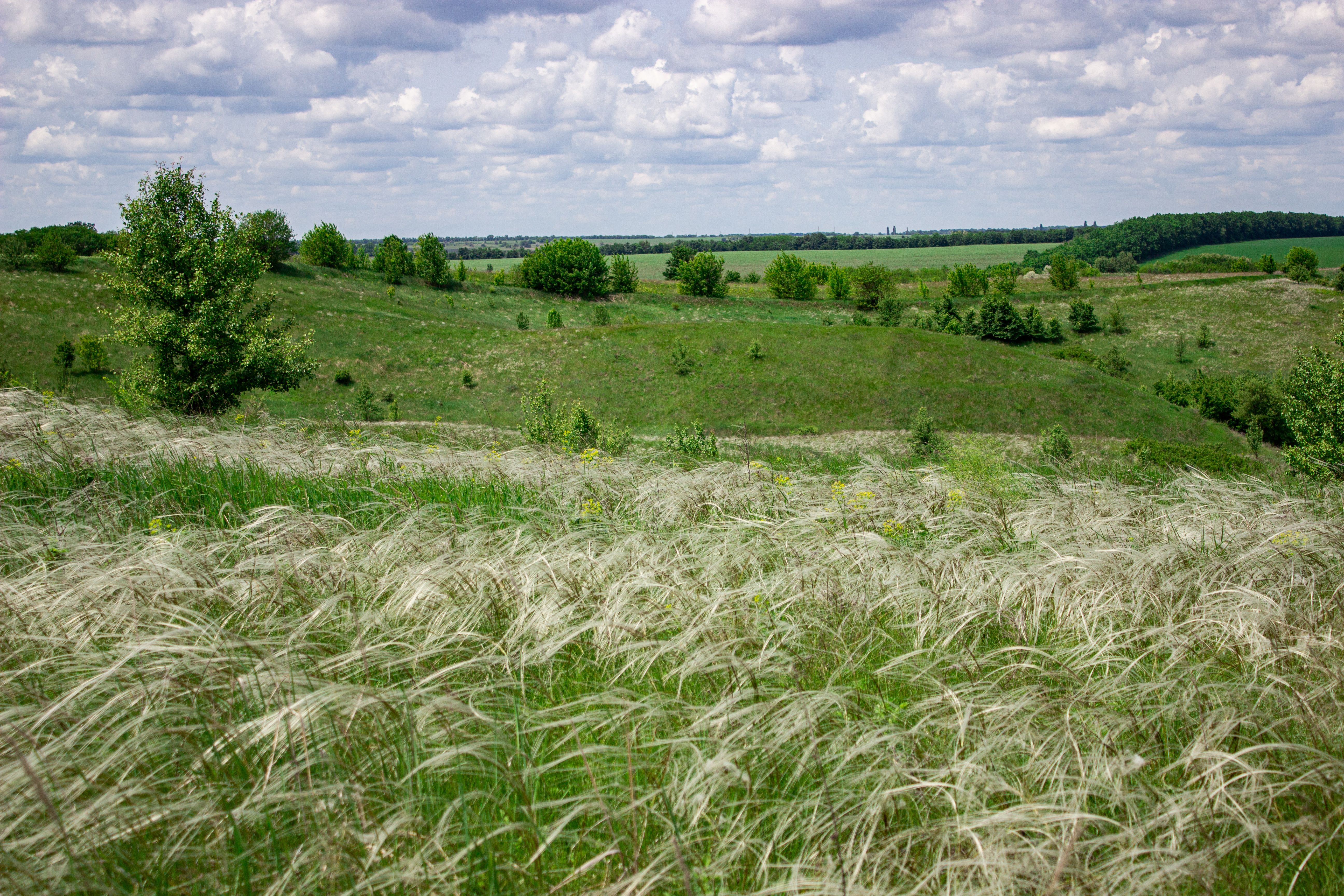 Grass Waving Photos, Download The BEST Free Grass Waving Stock Photos ...