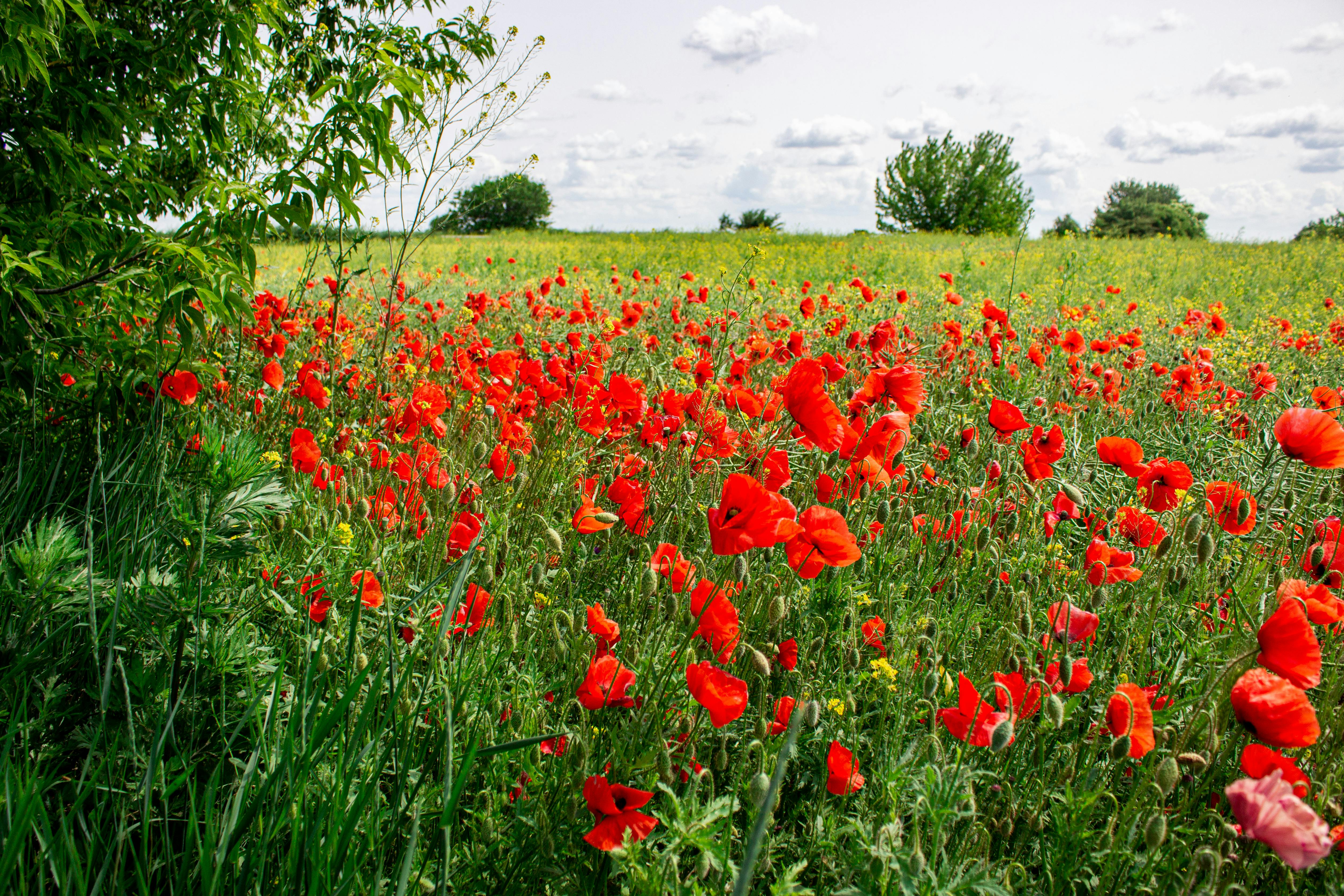 Red Flower Fields during Daytime · Free Stock Photo