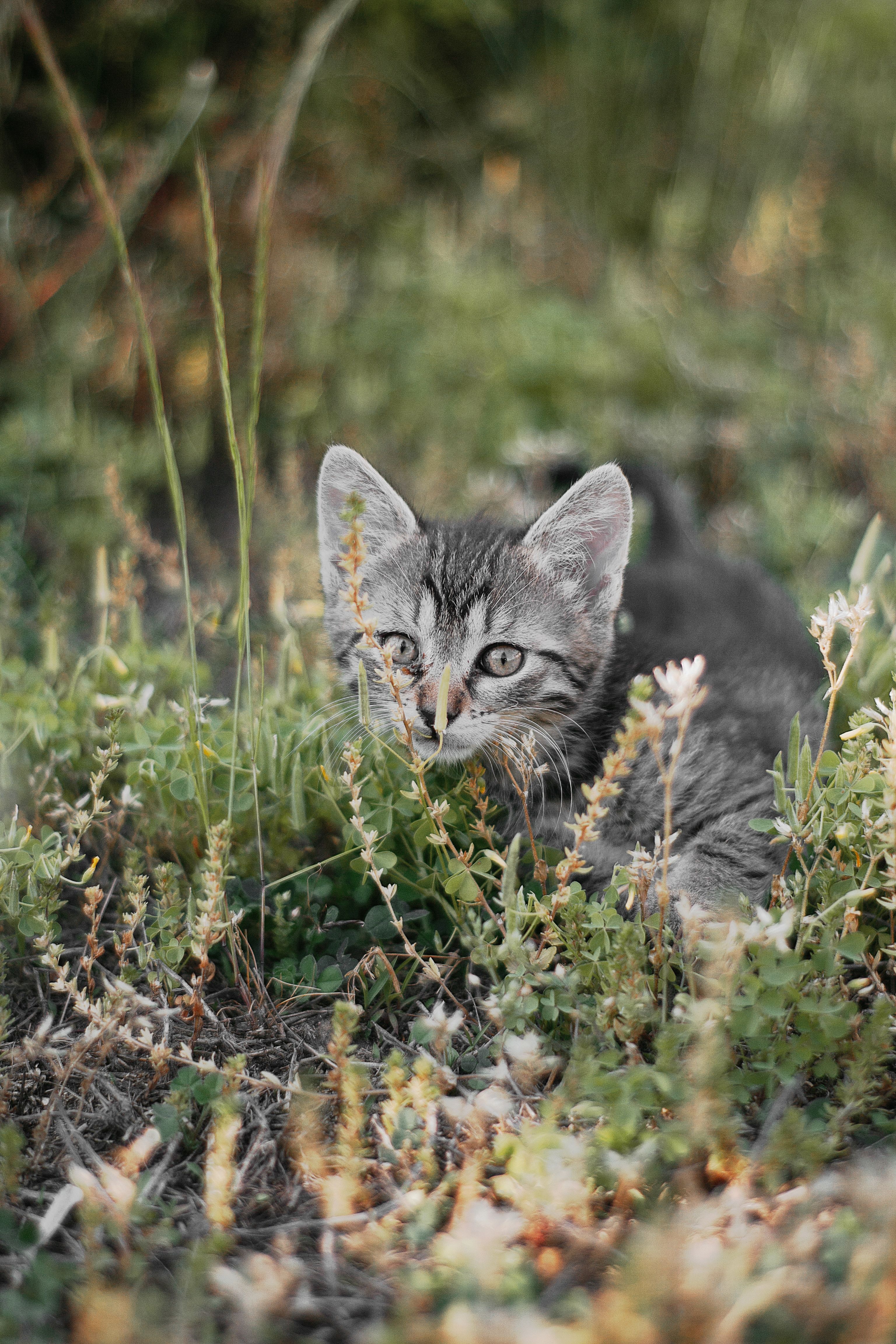Cute Tabby Kitten in Natural Habitat · Free Stock Photo
