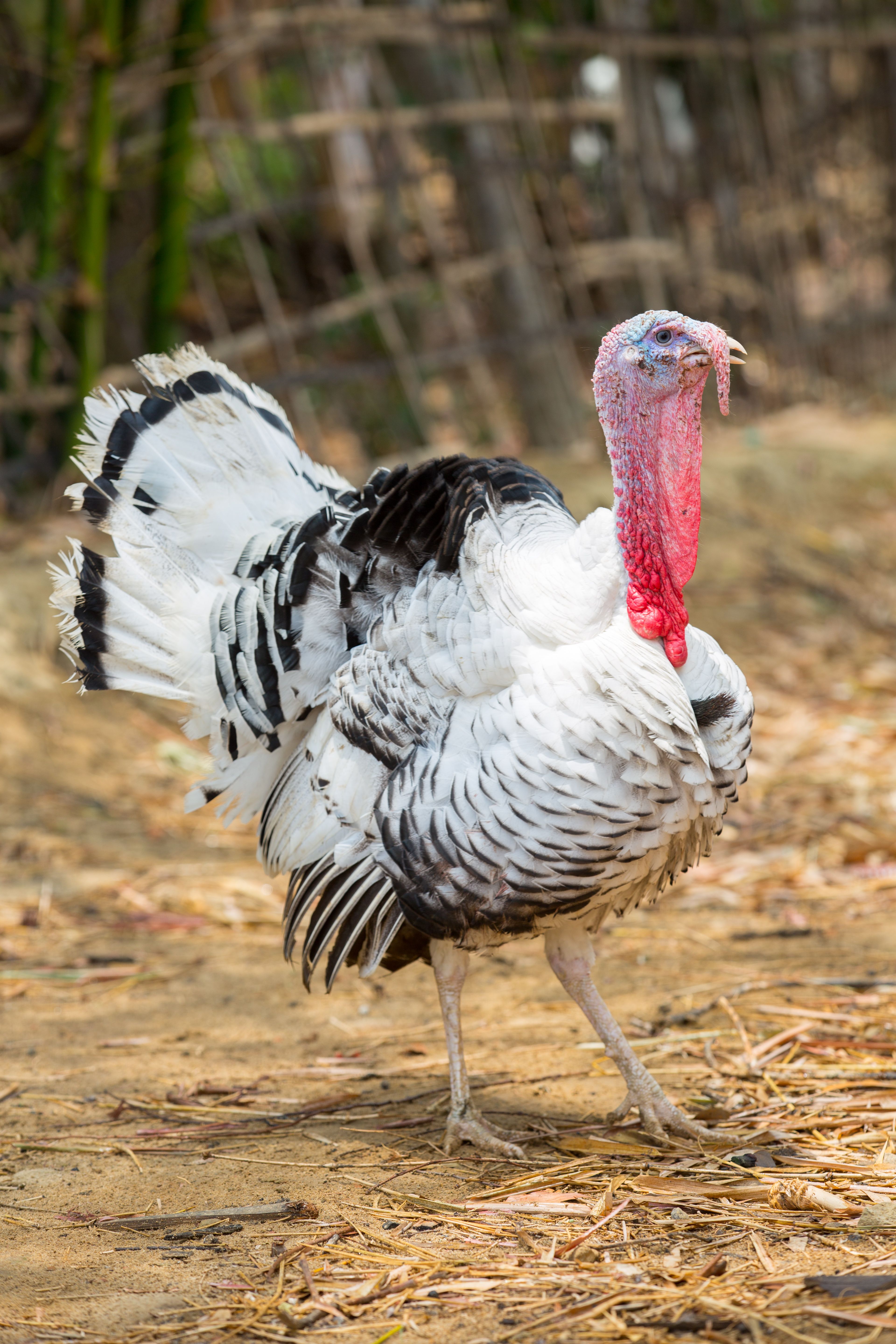 Majestic Royal Palm Turkey in Rural Bangladesh · Free Stock Photo
