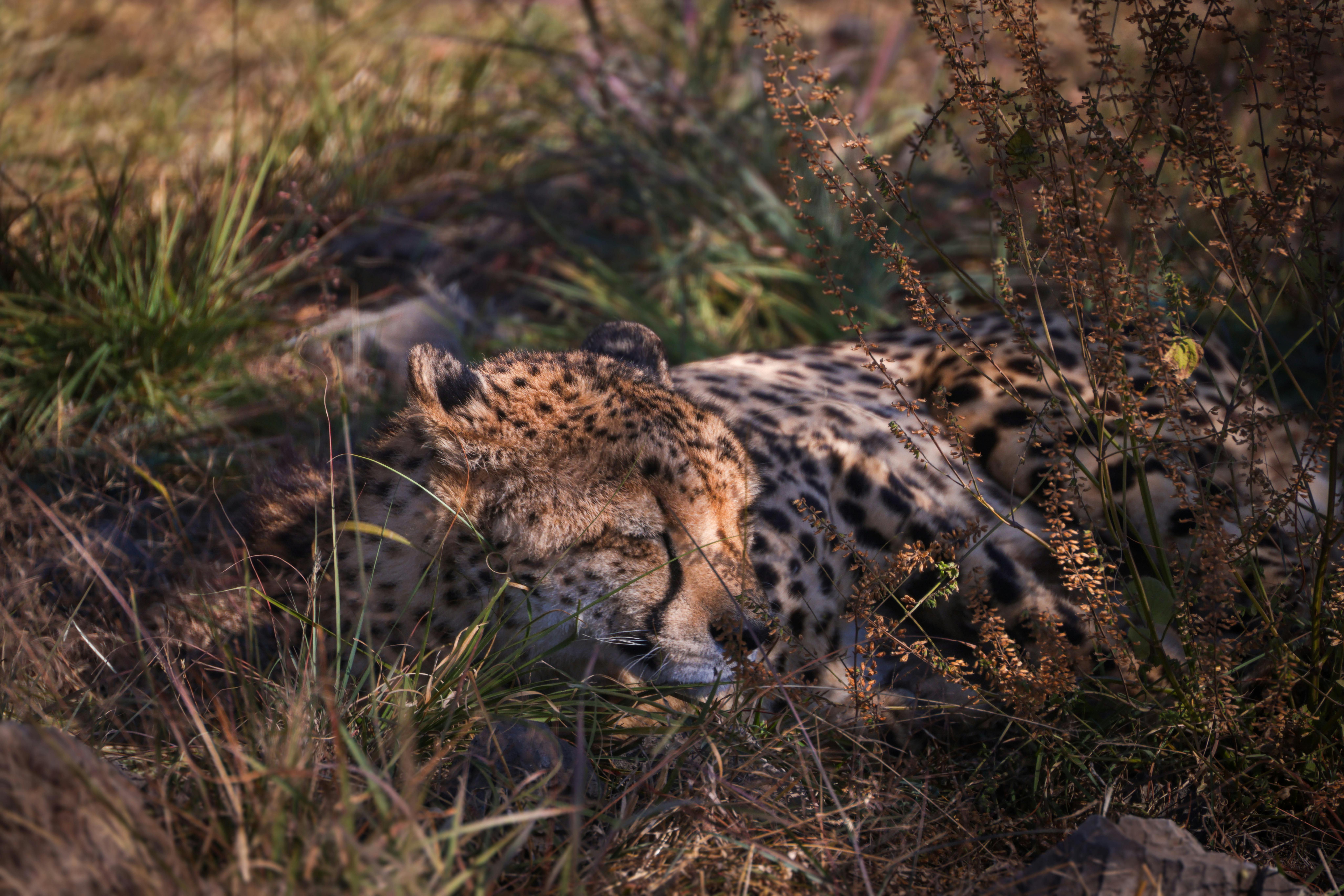 Resting Cheetah in Tall Grass, South Africa · Free Stock Photo