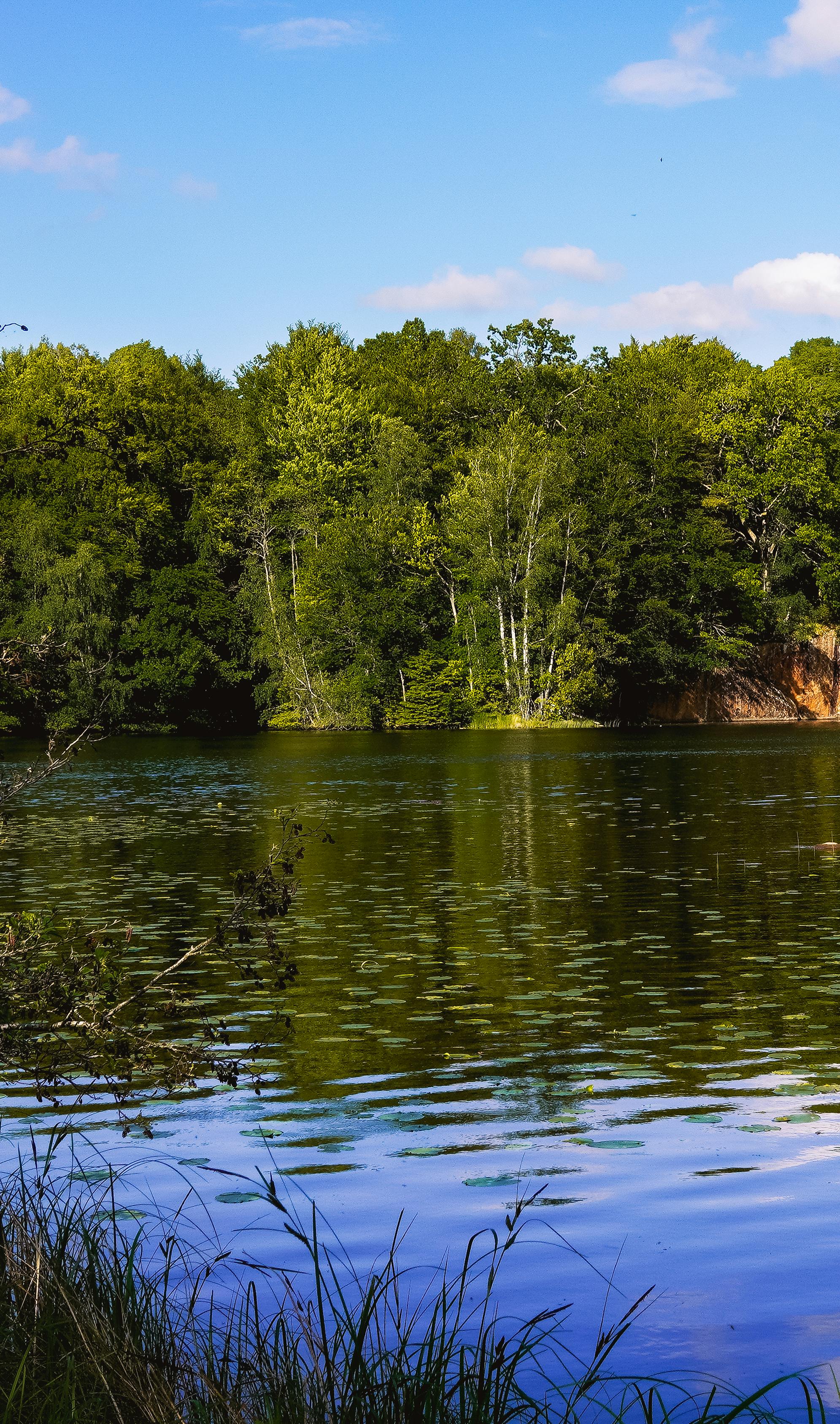Serene Forest Lake Scene on a Sunny Day · Free Stock Photo