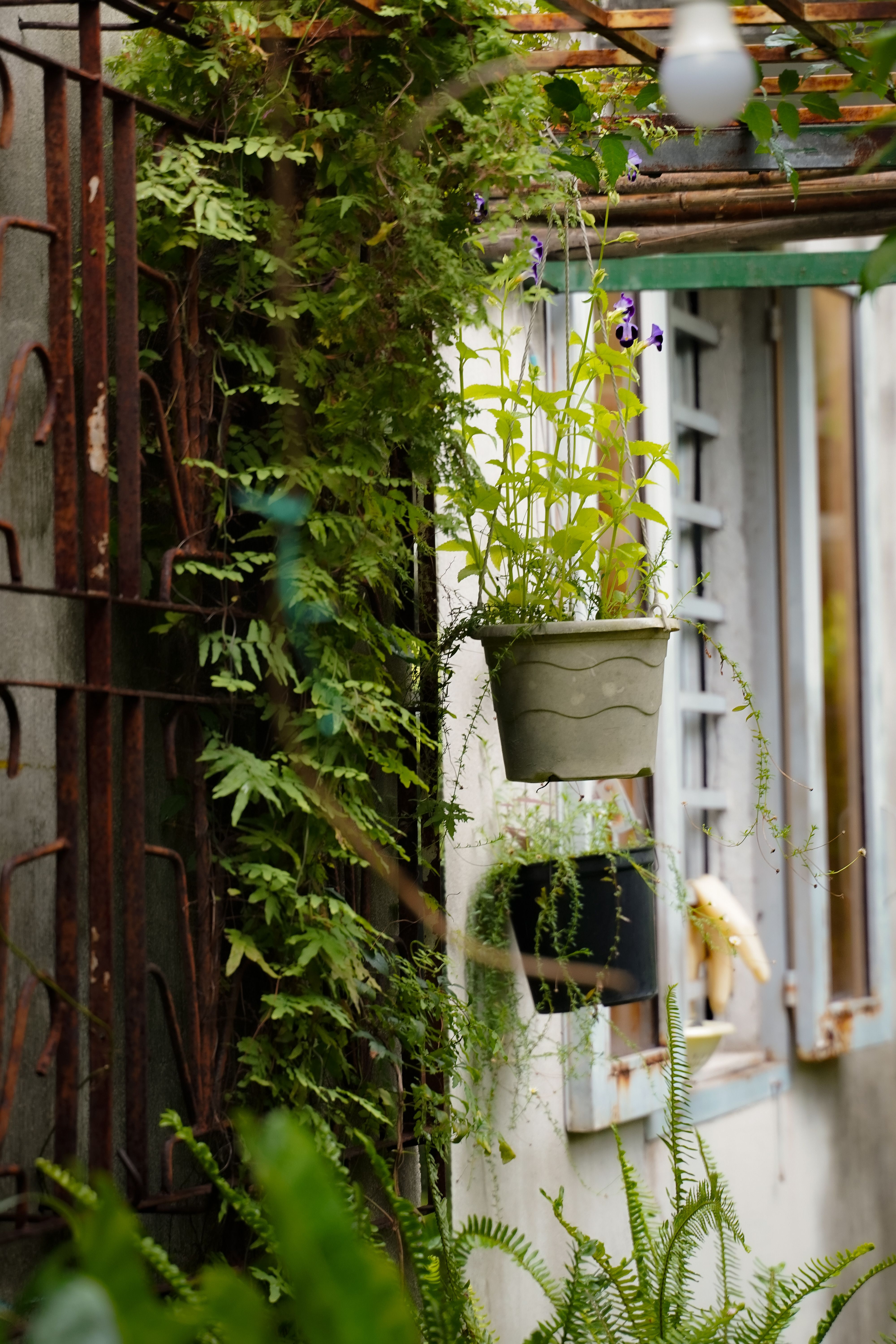 Rustic Hanging Plant in Garden Scene · Free Stock Photo
